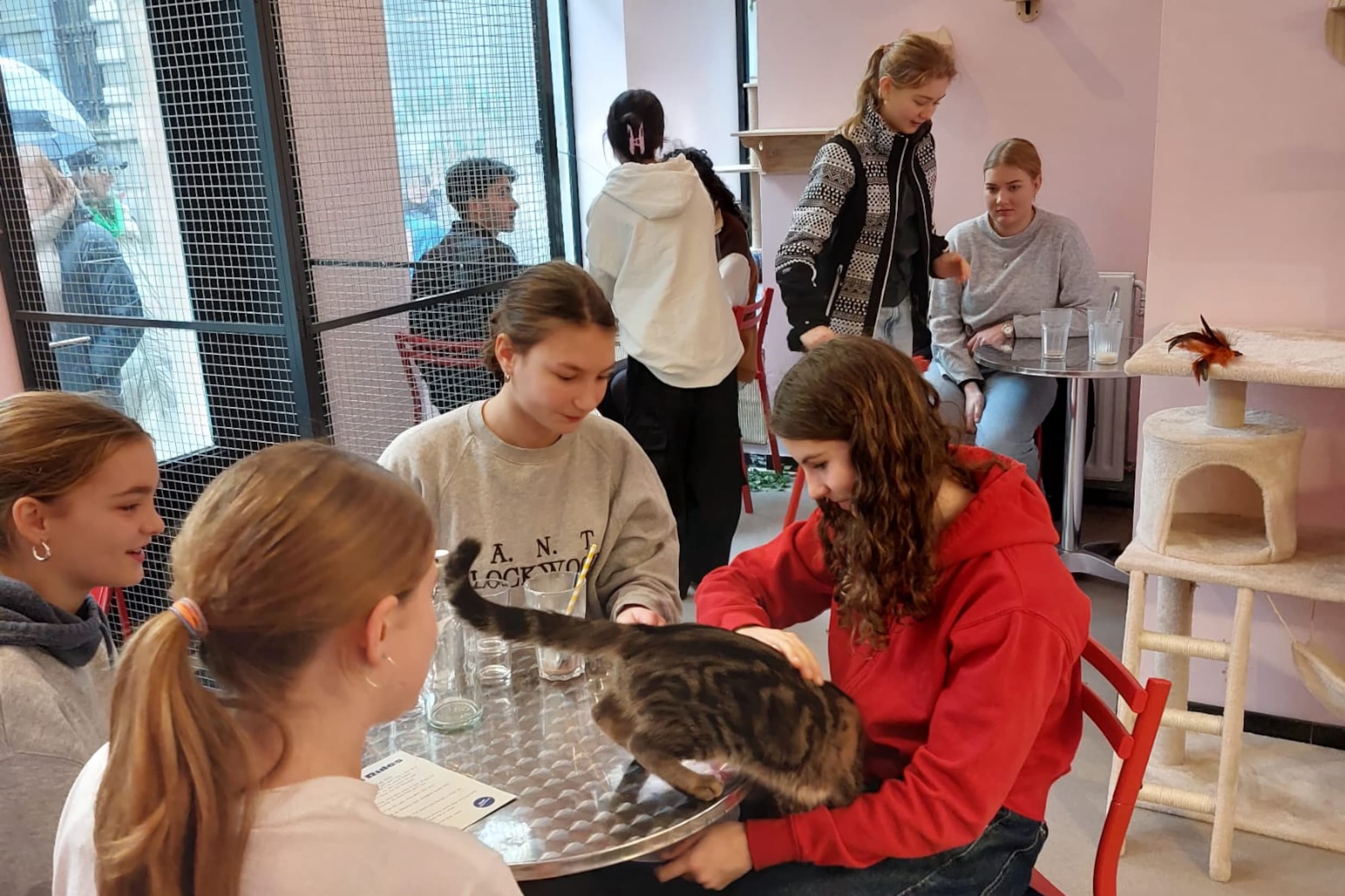 Antwerpen krijgt zijn eerste kattencafé: ‘We moeten altijd zo snel ...