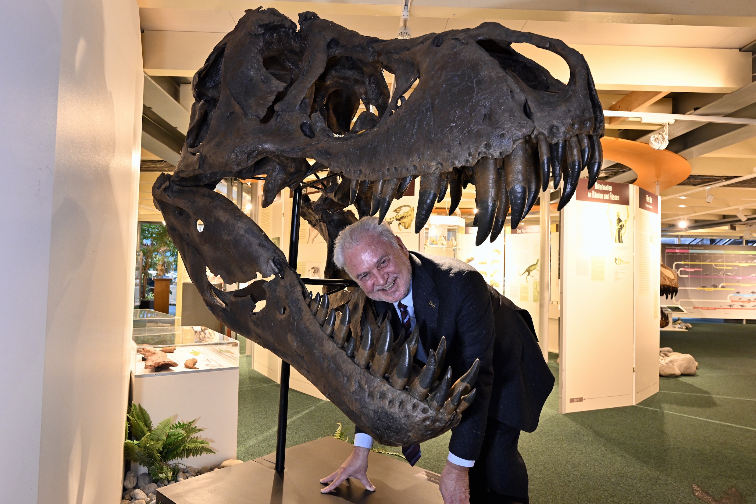 Journalisten in privéjet, Bart De Pauw in het kielzog: op bezoek bij Fernand Huts’ dino in ...