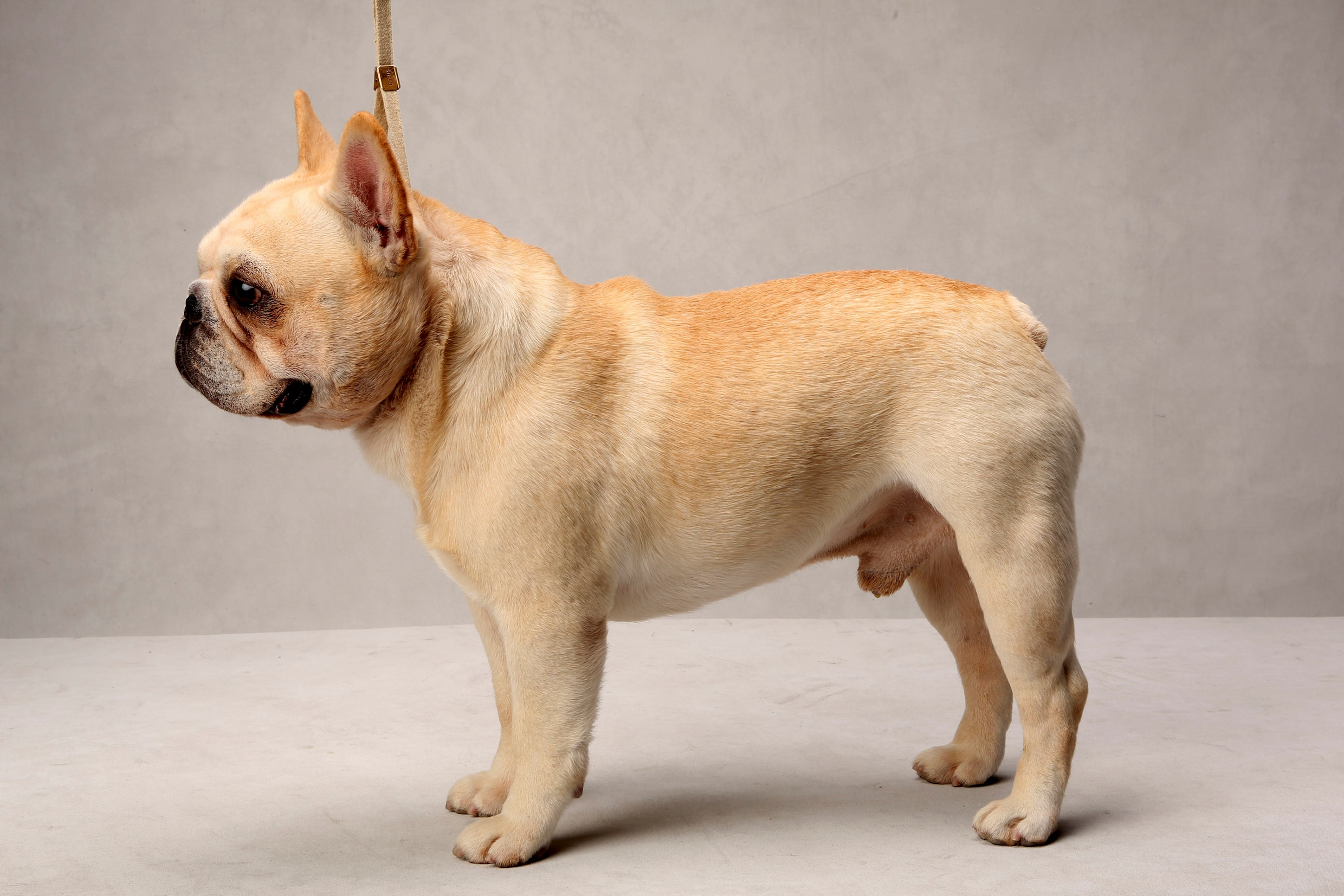 Eindelijk weten we welke hondenrassen langer leven. Nu kan het ...