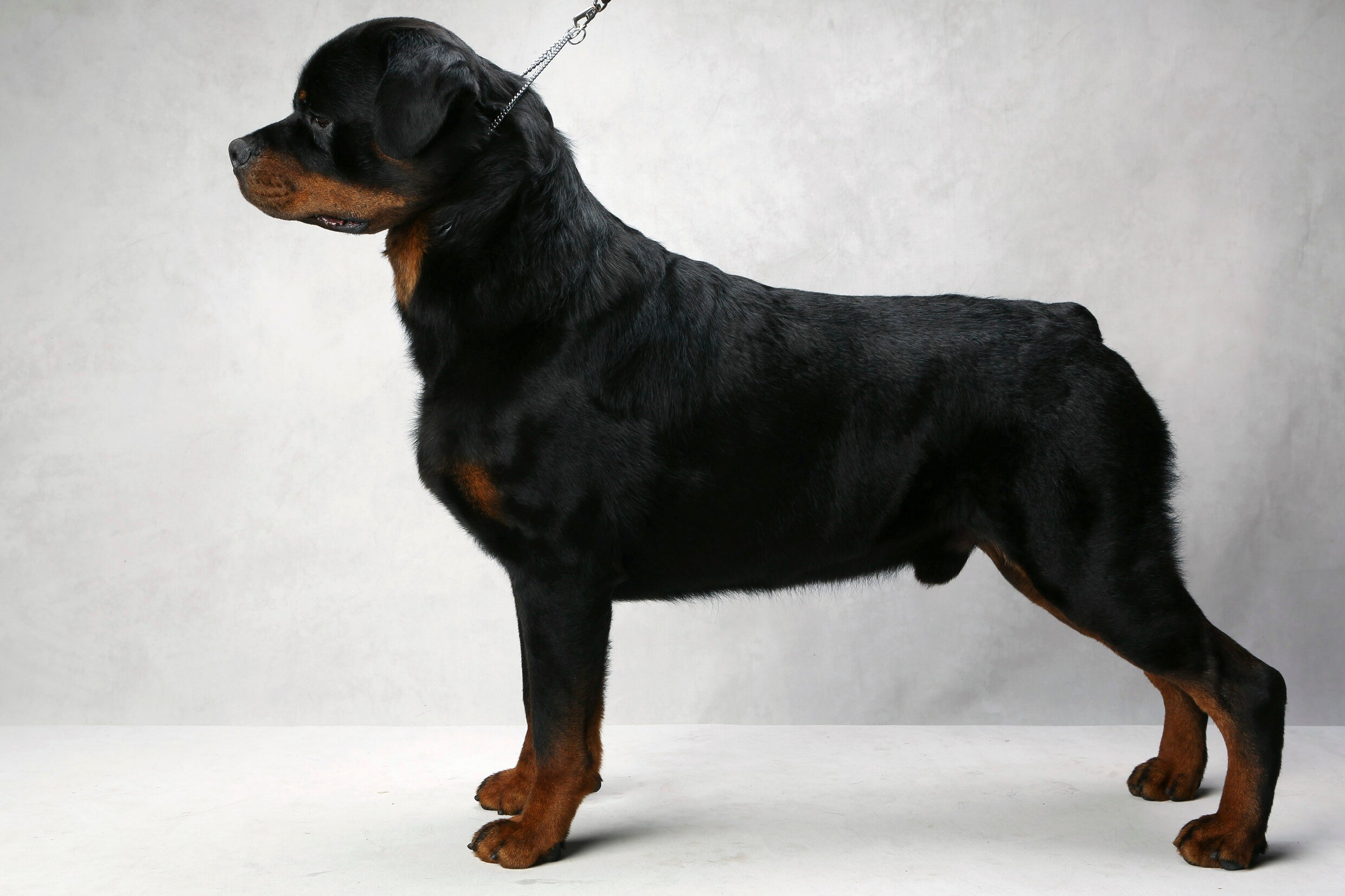 Eindelijk weten we welke hondenrassen langer leven. Nu kan het ...