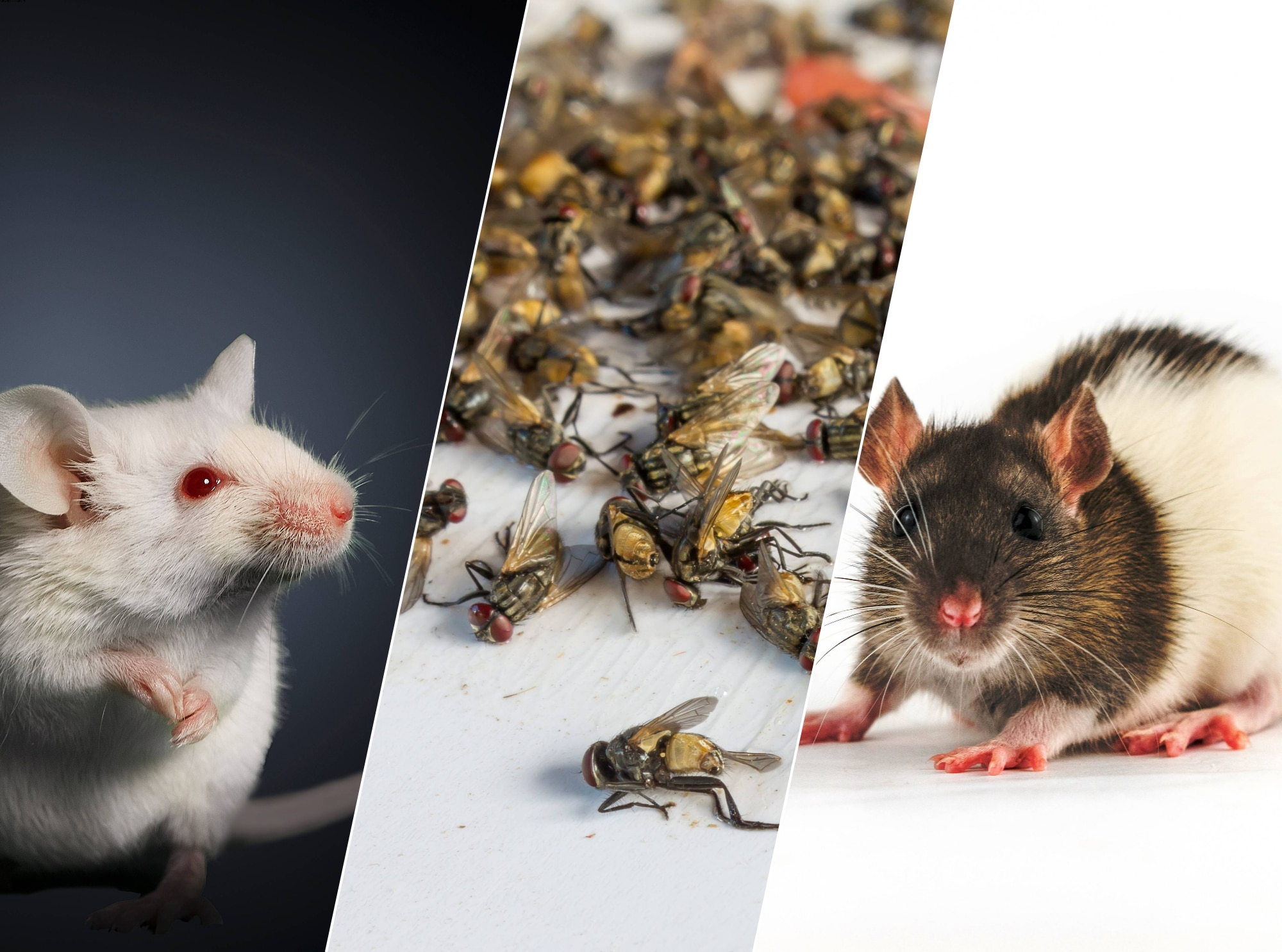 Zo hebt u geen last van ratten of muizen, op een diervriendelijke ...