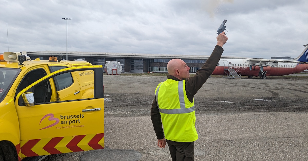 Mee met de vogelverschrikkers van Brussels Airport: ‘We verjagen de ...