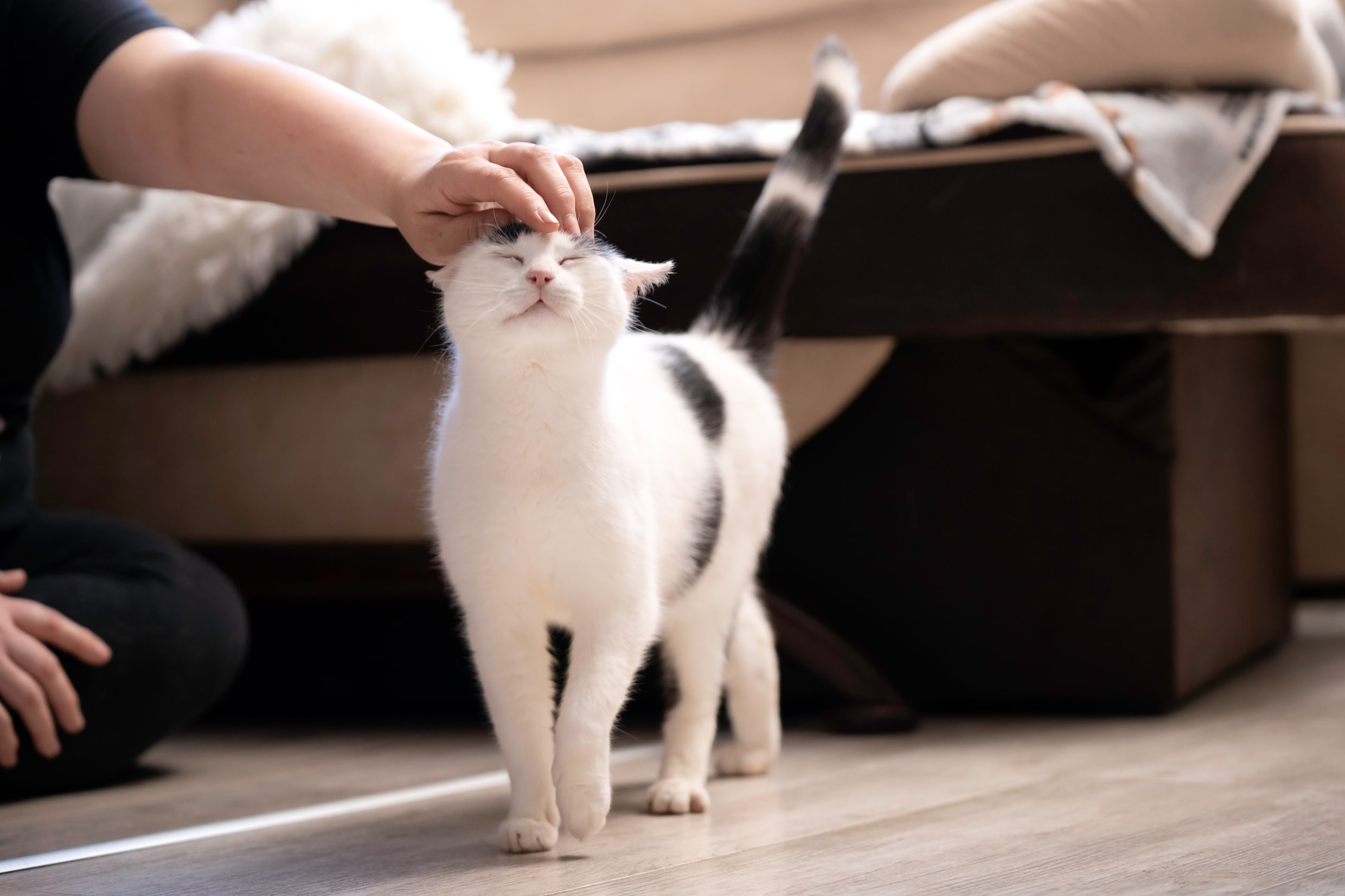 Menselijke misinterpretaties van kattengedrag zijn eerder regel dan ...
