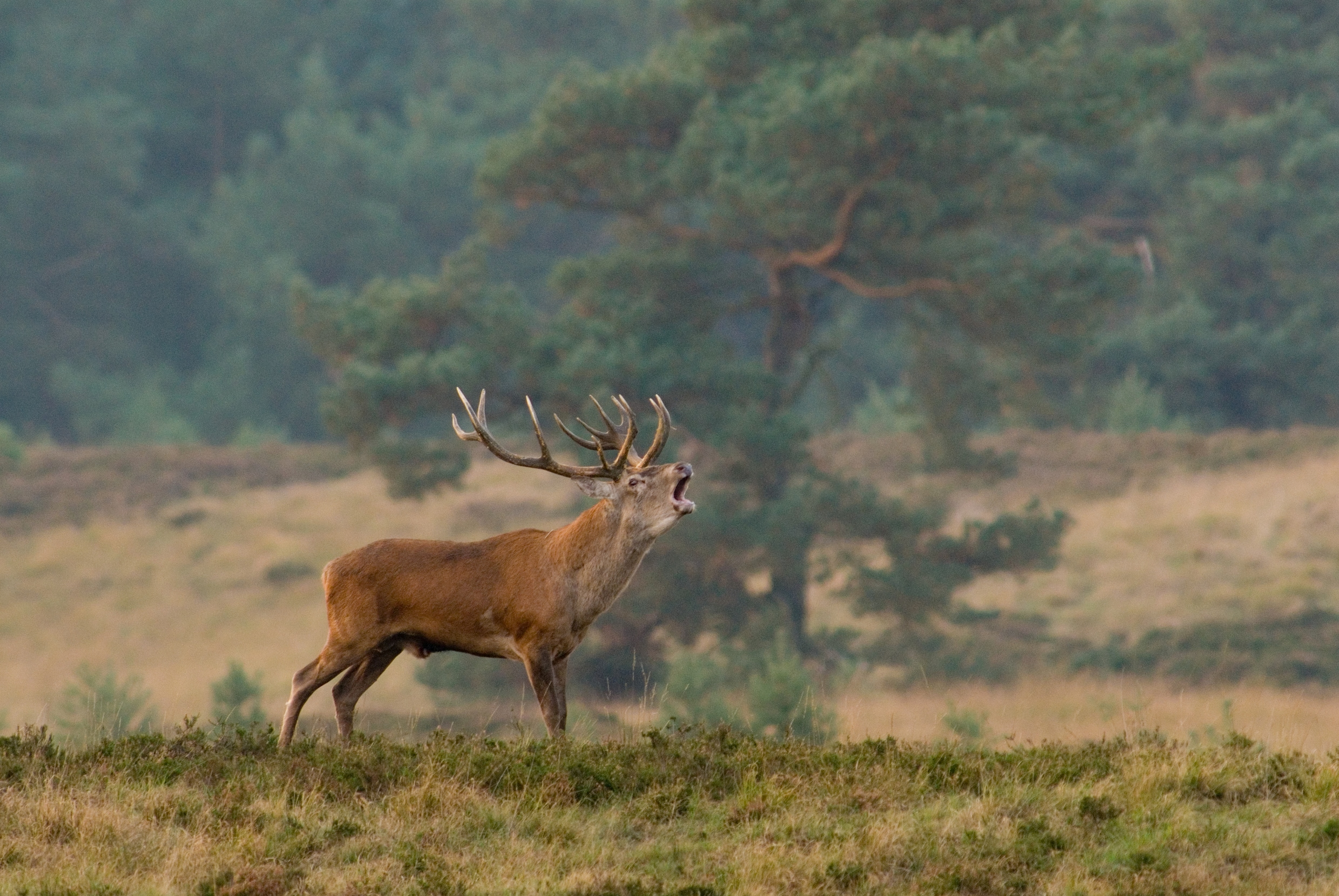 ‘Flink gegroeide’ groep edelherten in Noord-Limburg zorgt voor ...