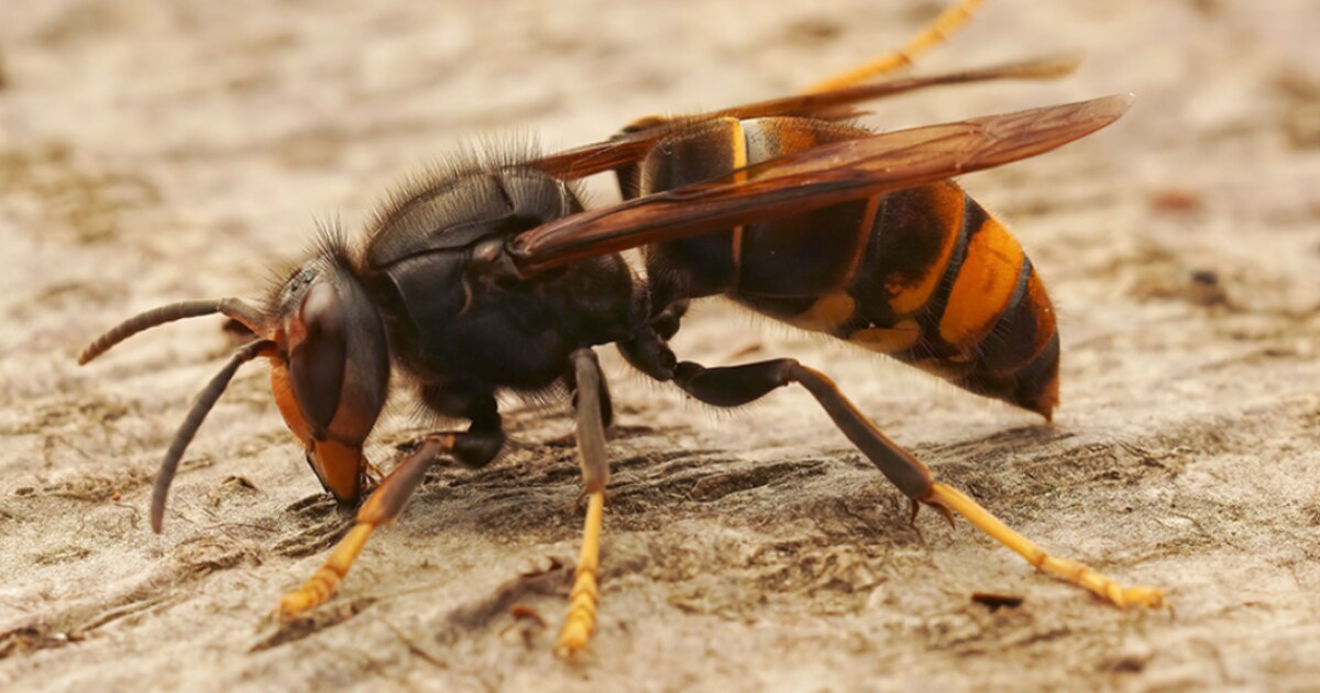 ‘Ze zijn absoluut gevaarlijk voor de volksgezondheid’: moeten we gewoon ...
