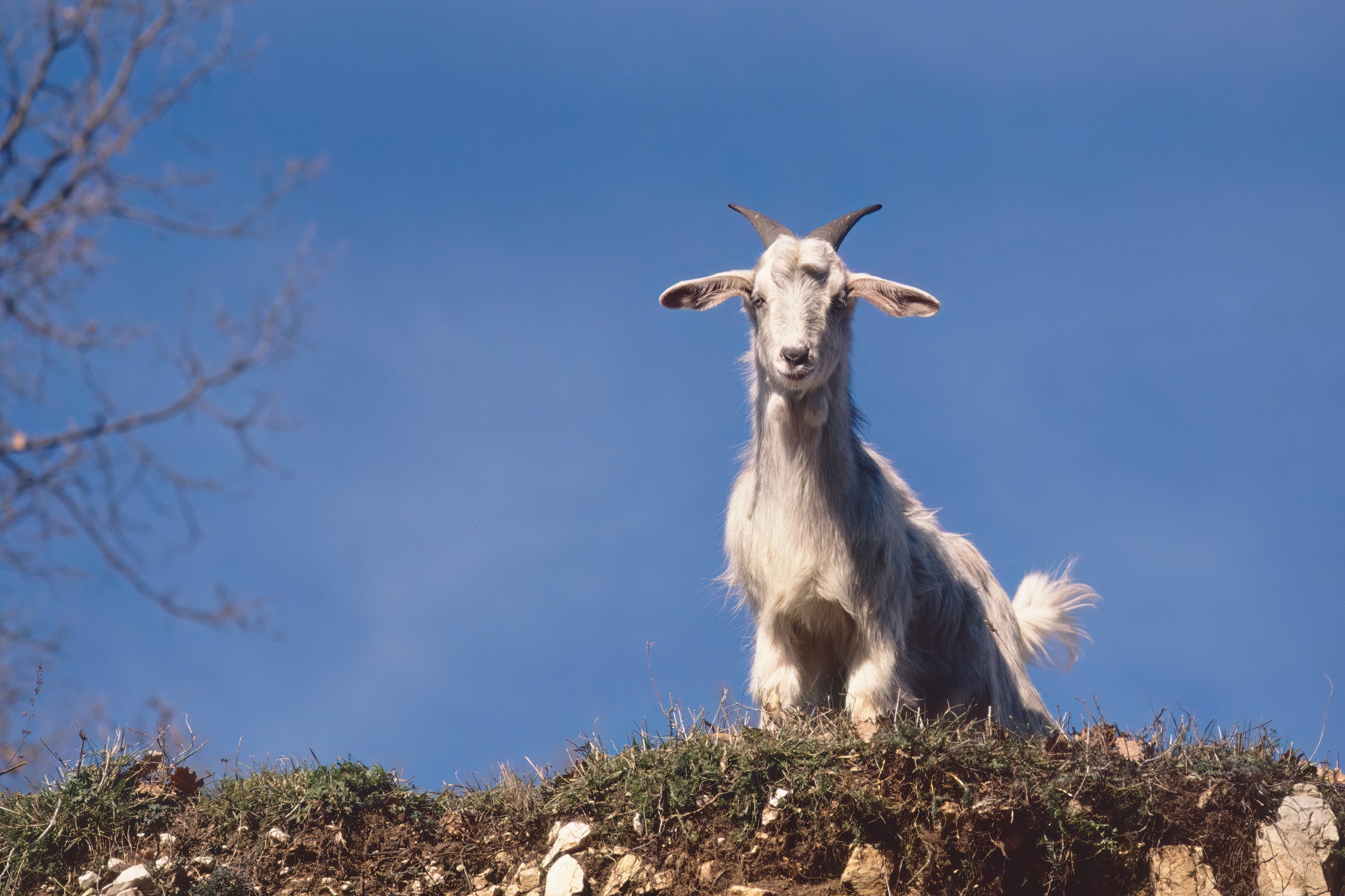Geit te geef: Italiaans eiland wordt overspoeld, dus komt burgemeester ...