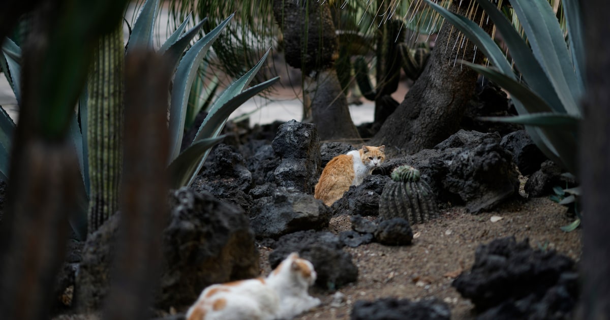 Deze katten horen nu officieel bij de regering van Mexico | De Morgen