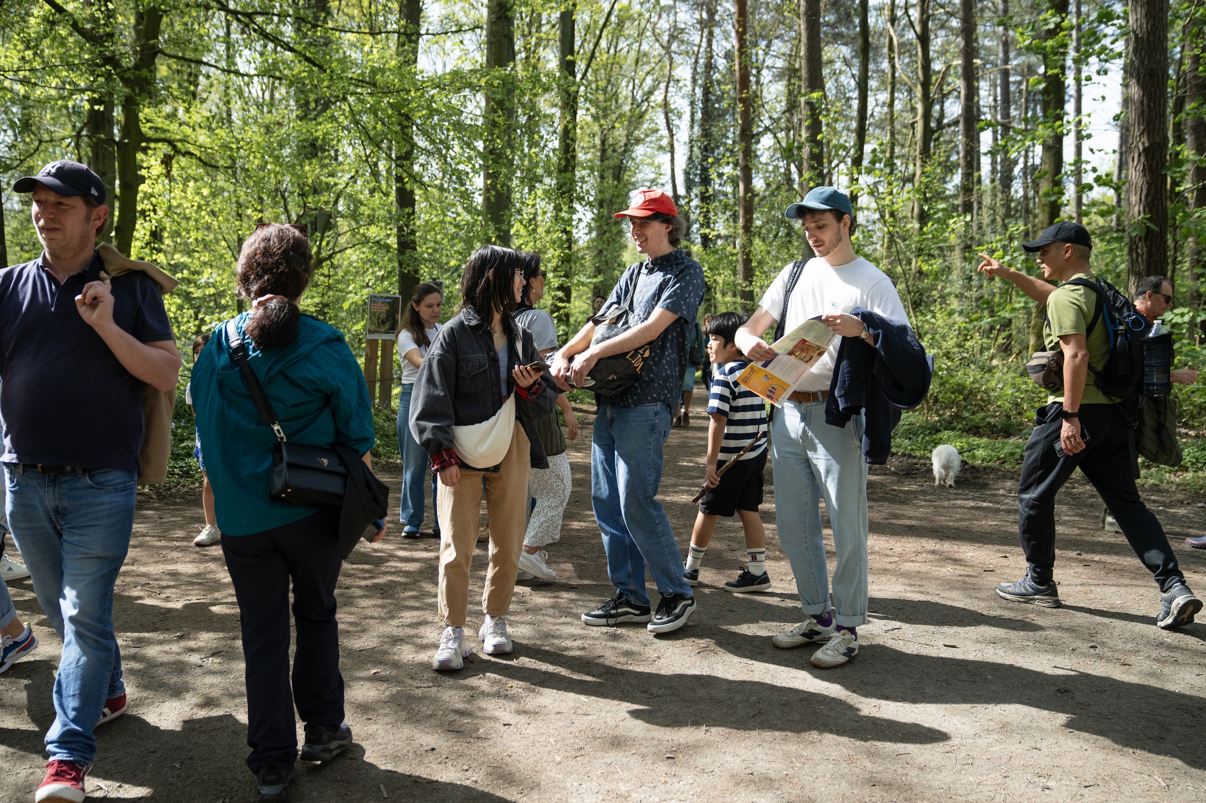 Paarse pracht in het Hallerbos: ‘Al is het niet de bedoeling dat je midden de bloemenzee gaat ...