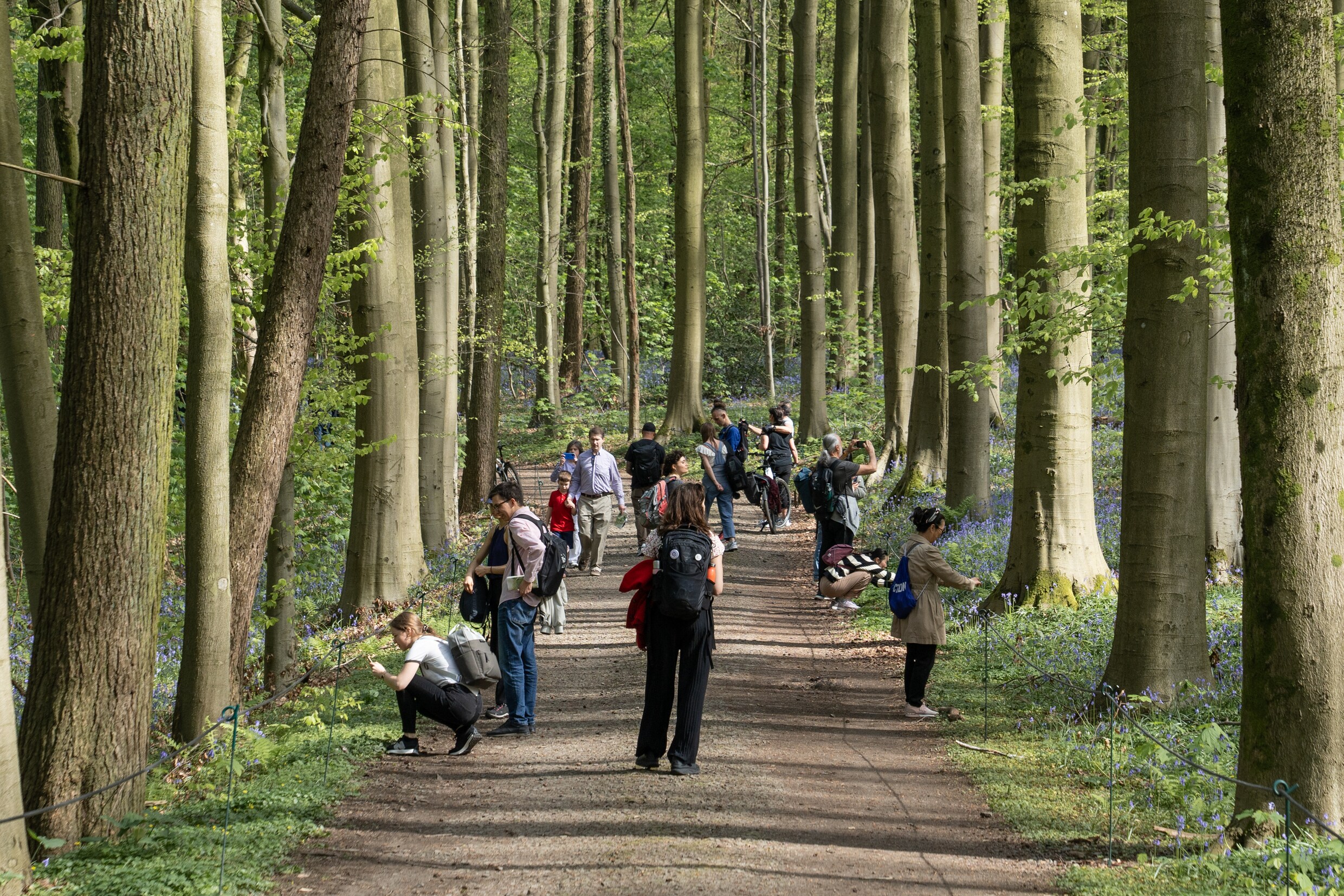 Paarse pracht in het Hallerbos: ‘Al is het niet de bedoeling dat je ...