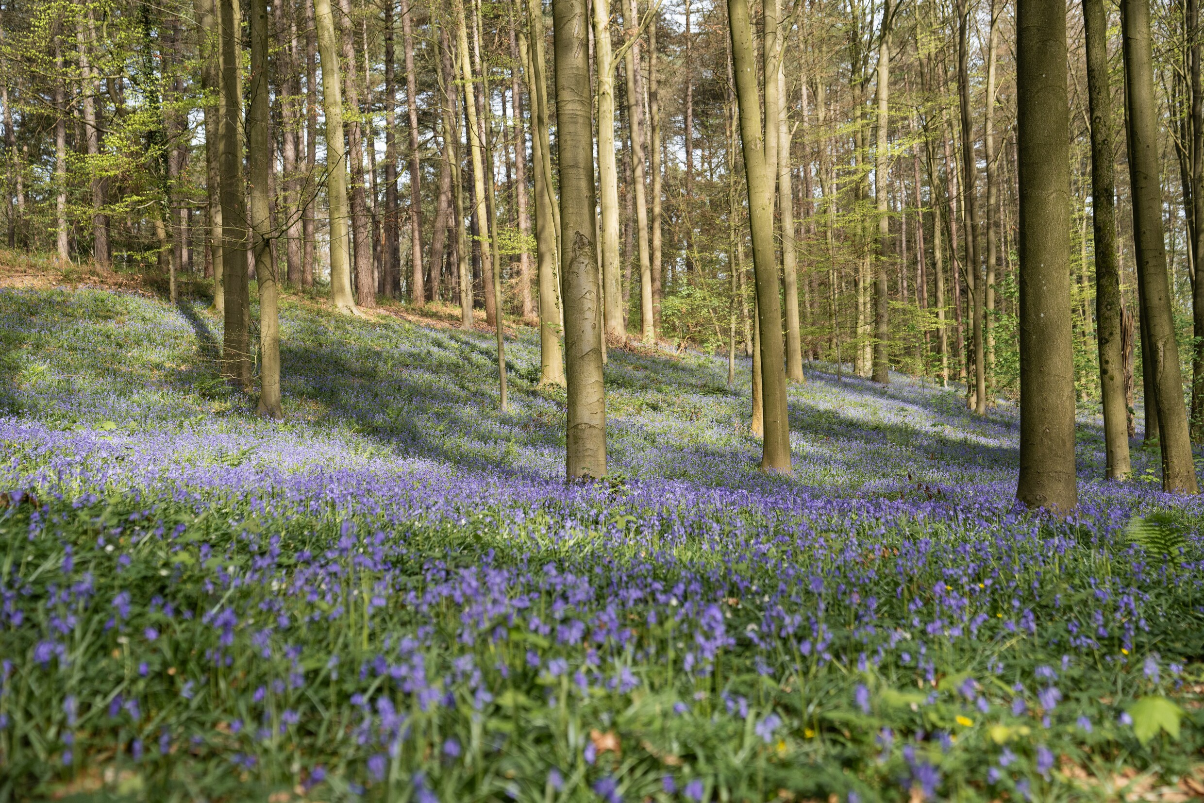 Paarse pracht in het Hallerbos: ‘Al is het niet de bedoeling dat je ...