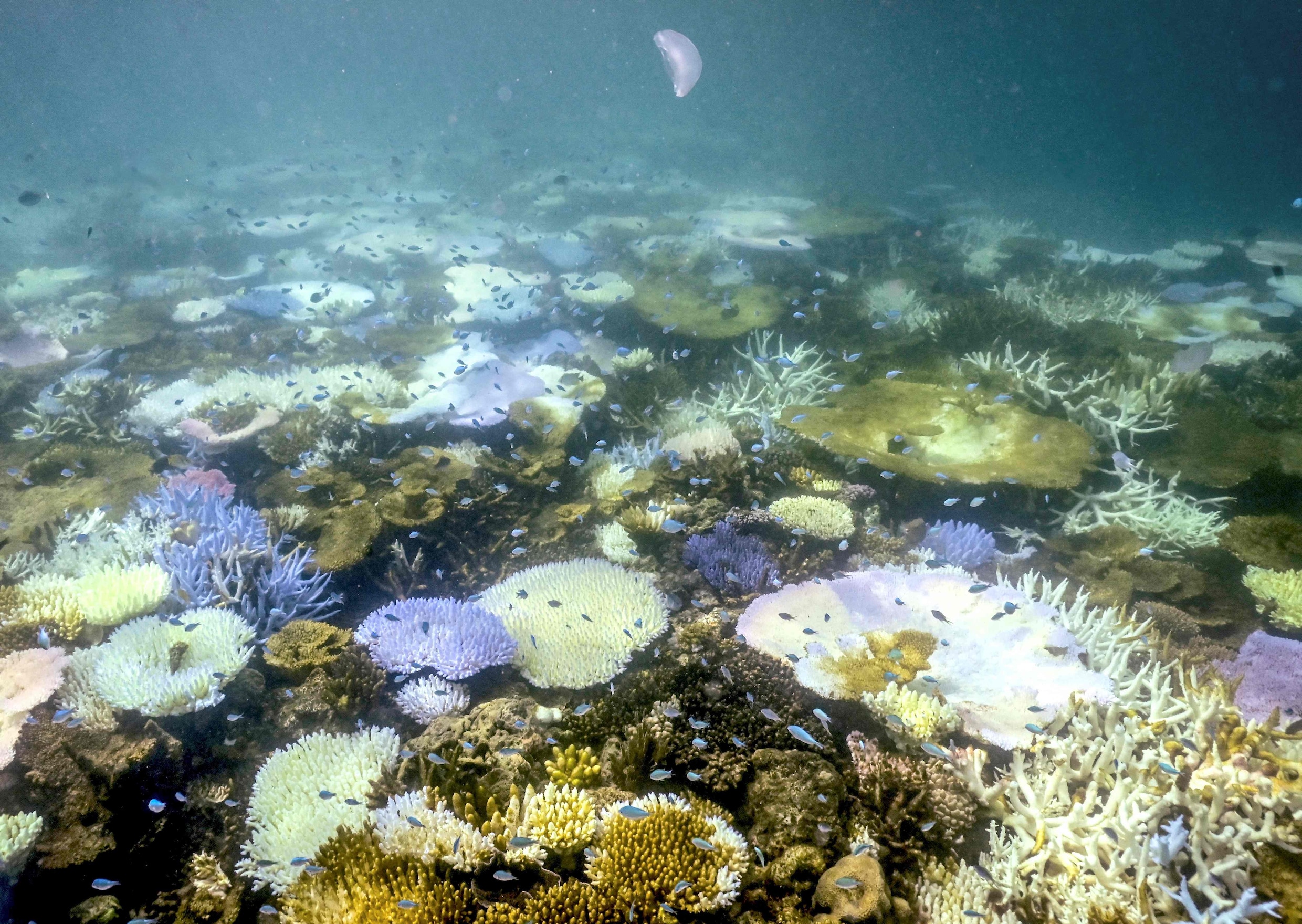 Great Barrier Reef getroffen door zwaarste verbleking ooit | De Morgen