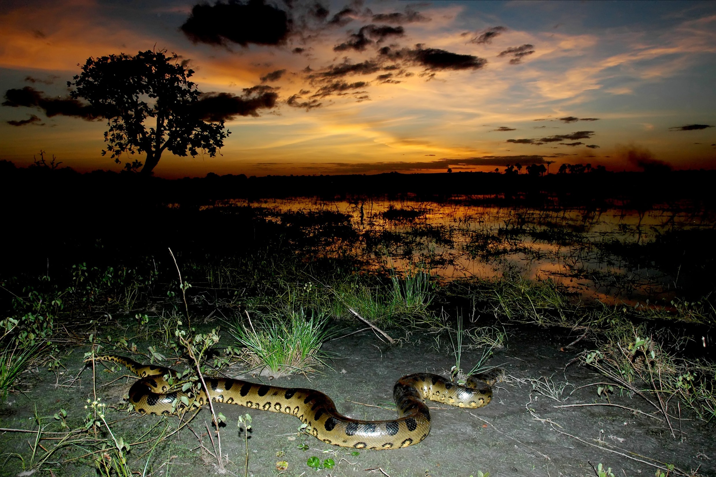 Wetenschappers vinden wervels van mogelijk grootste slang ooit: ‘Tussen ...