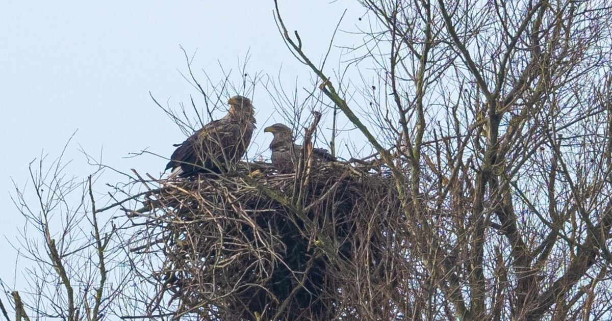 Voor het eerst zeearend geboren in België: ‘Mogelijk komt er binnenkort ...