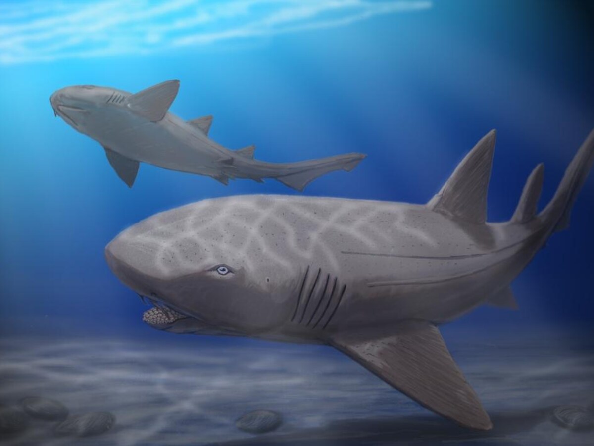 Reuzenhaai Megalodon Megalodon: Gigahaai Met Flinke Vinnen KIJK