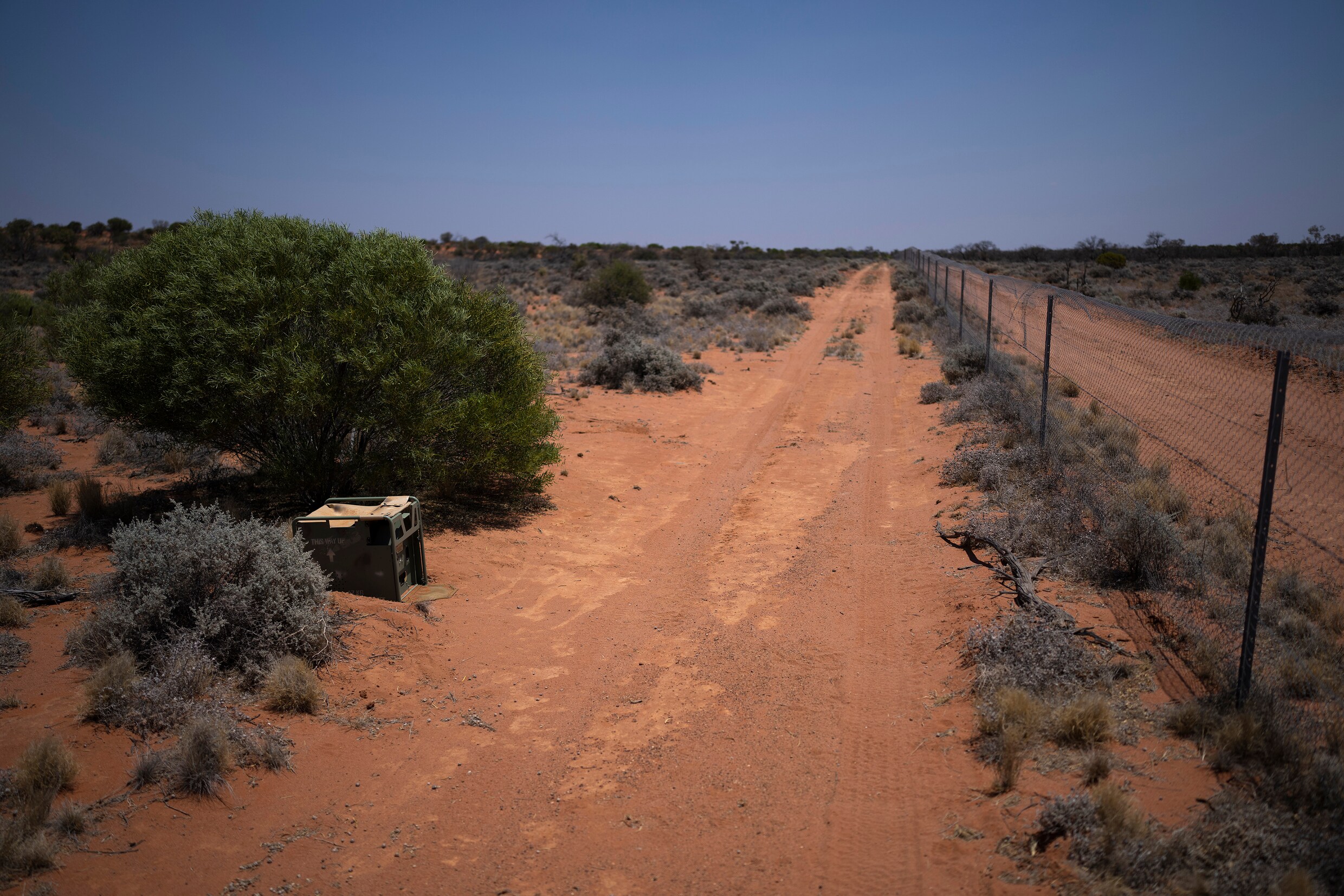 Hoe katten Australië teisteren: ‘Het is een catastrofe’ | De Morgen