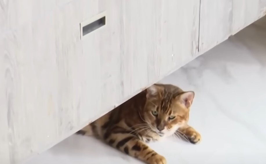 En de kat kwam weer: verbod op het houden van katten in Singaporese ...