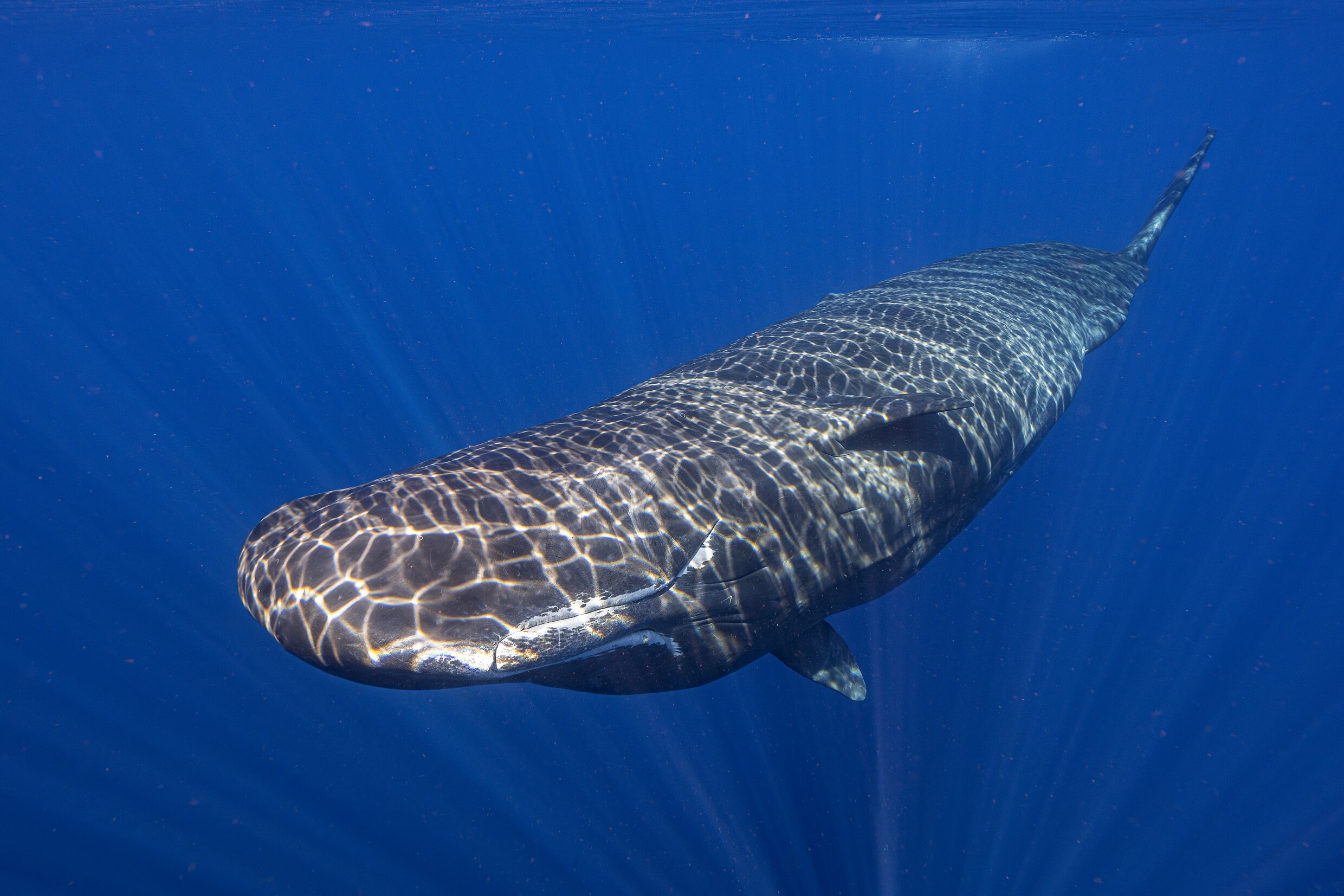 Wetenschappers ontdekken potvisalfabet vol ‘woorden en lettergrepen ...