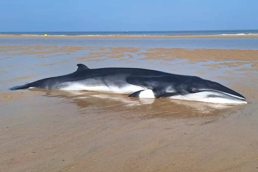 3 meter lange dwergvinvis aangespoeld op strand van Oostende | De Morgen