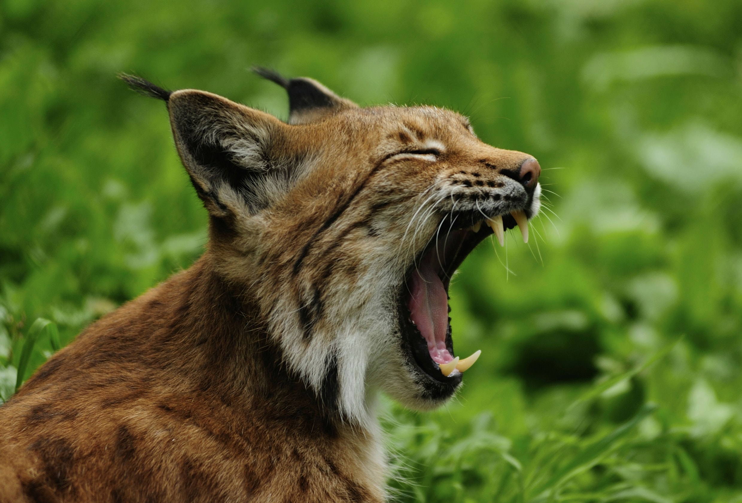 Keert na de wolf ook de lynx terug in onze bossen? ‘De lynx is minder ...