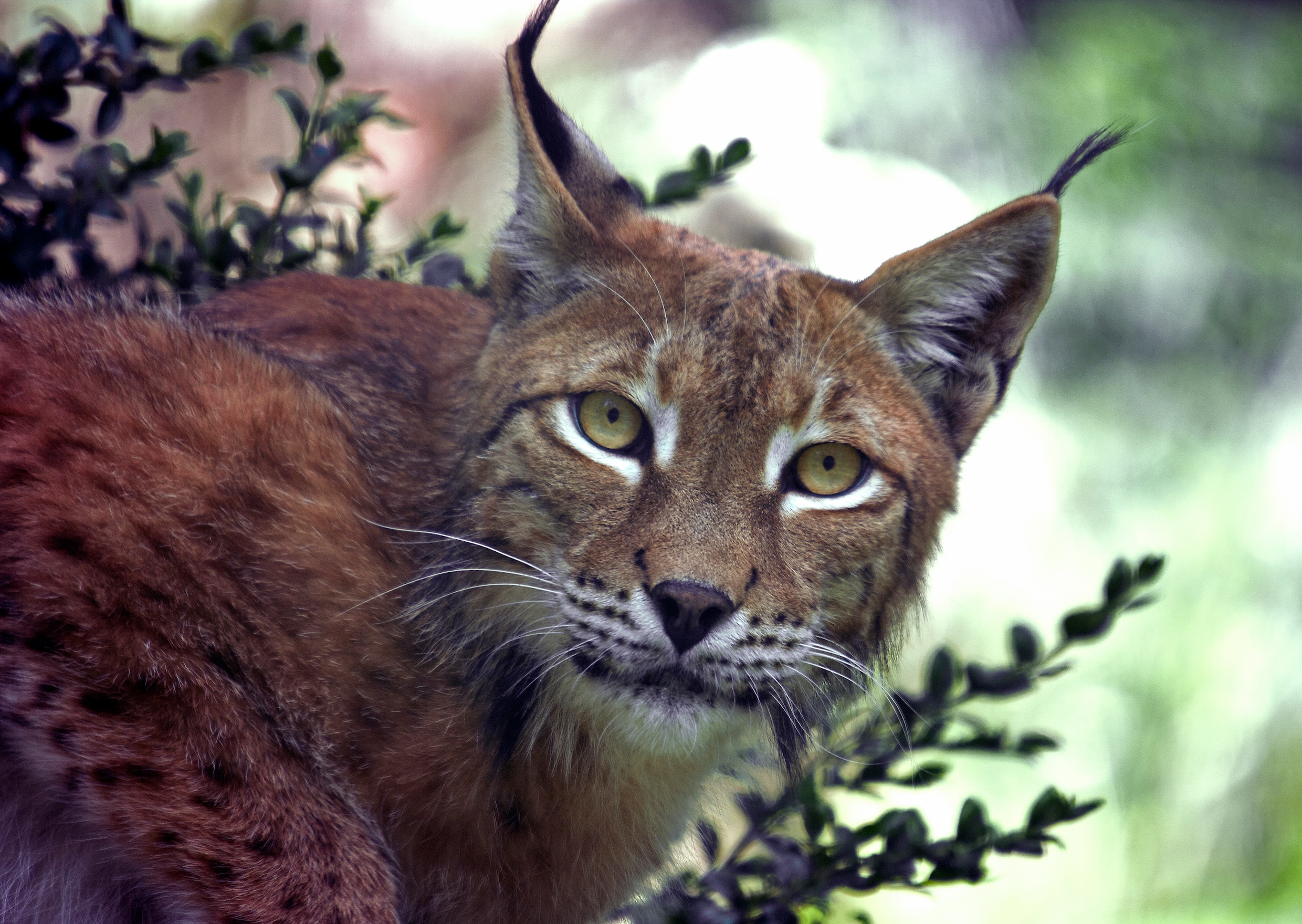 Keert na de wolf ook de lynx terug in onze bossen? ‘De lynx is minder ...