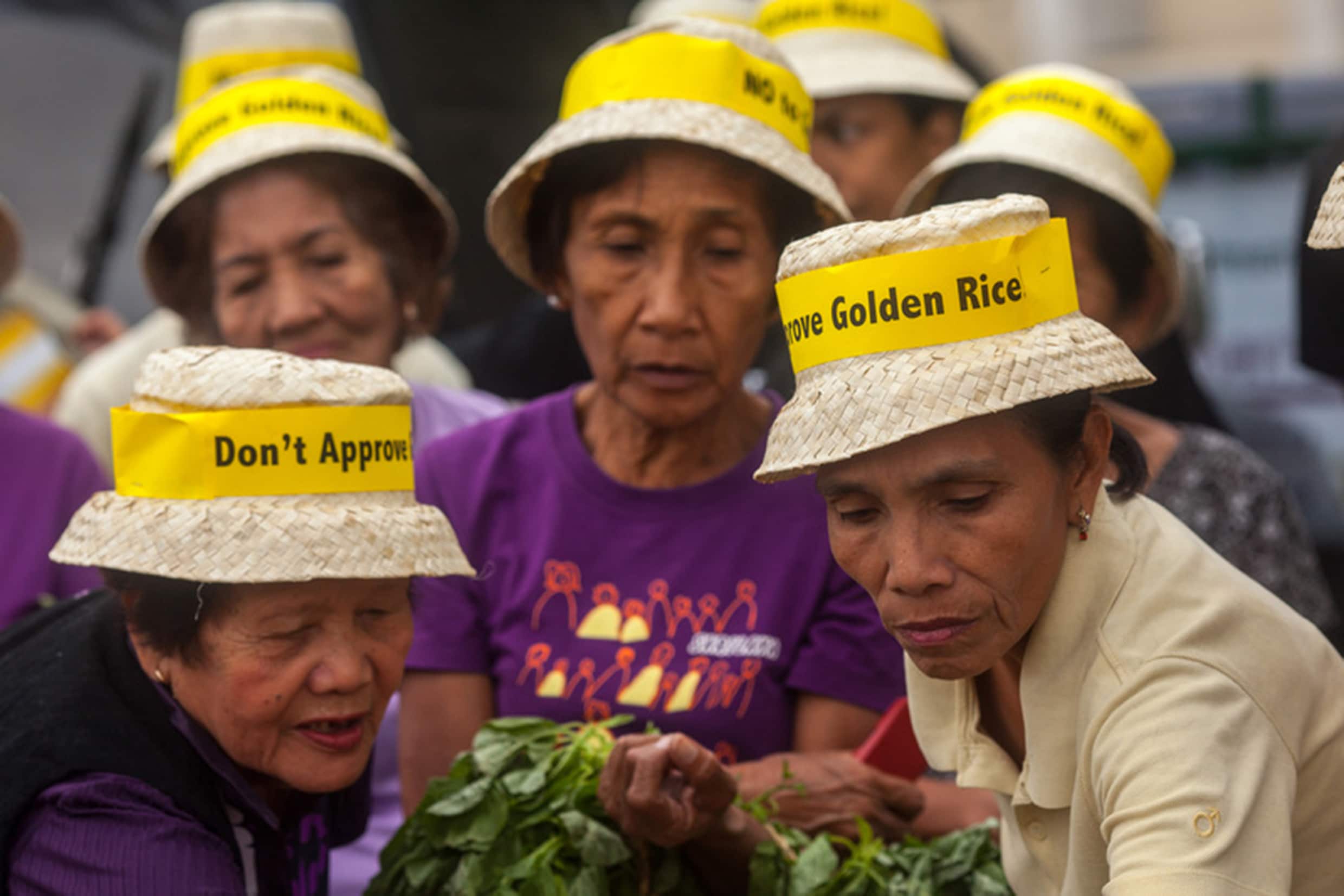 Greenpeace dwingt verbod af op Golden Rice, maar: ‘Dit kan ...