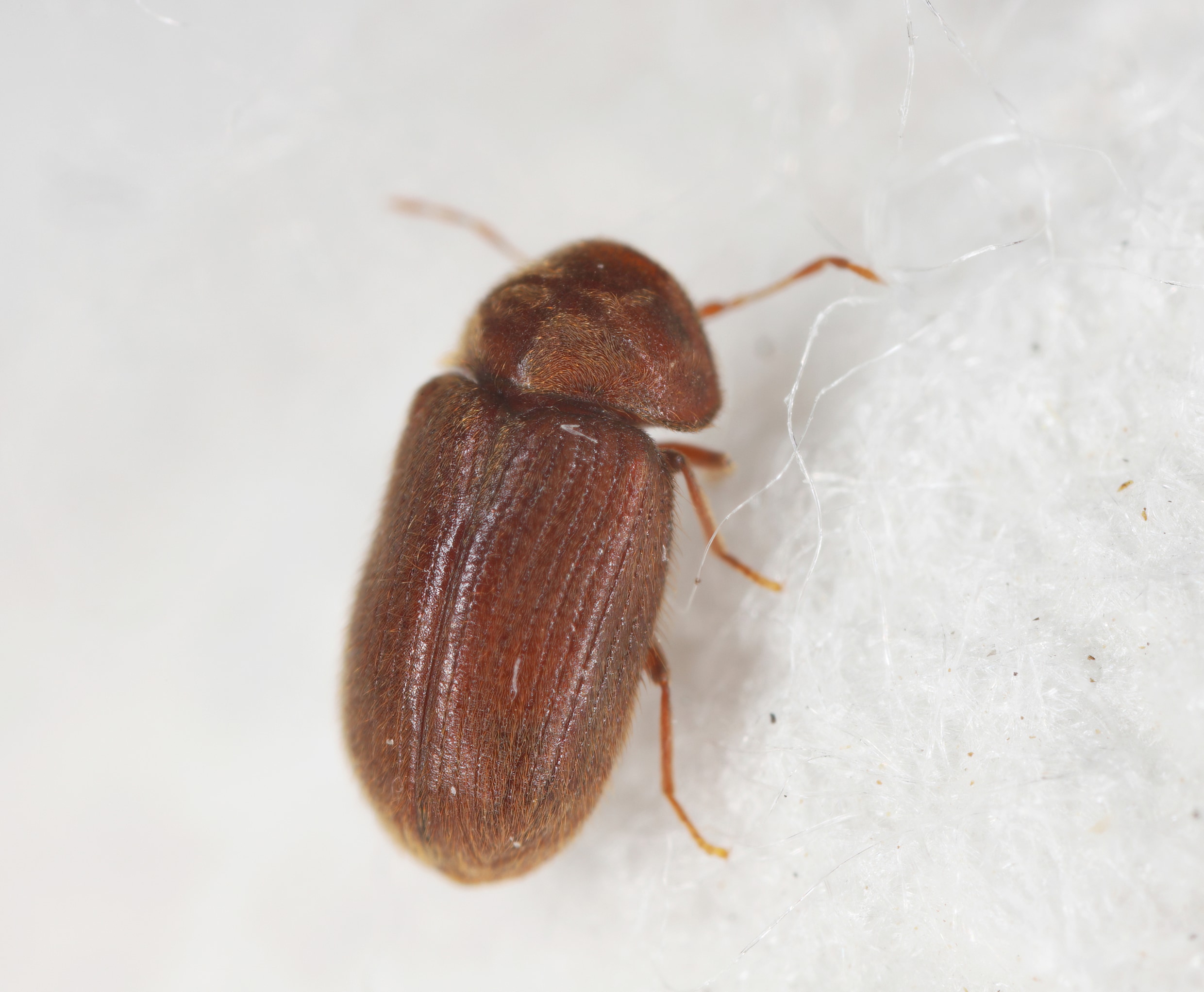 Een meelmot kan wel 500 eitjes leggen, met deze maatregelen verwijder ...