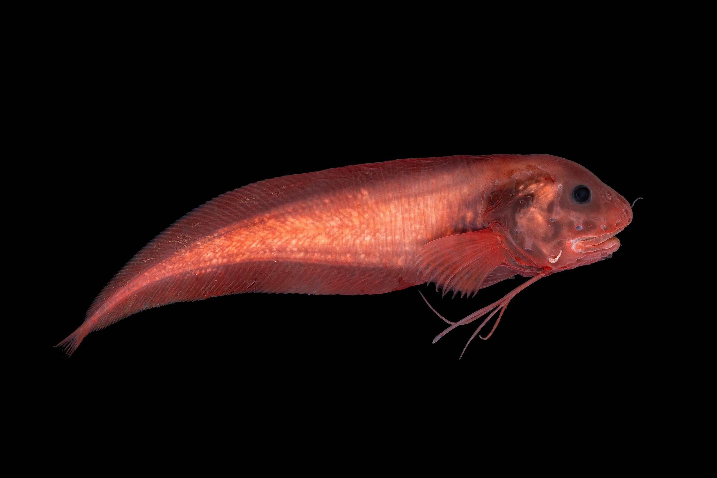 Hoe gevaarlijk is diepzeemijnbouw? ‘Niemand wil reusachtige ...