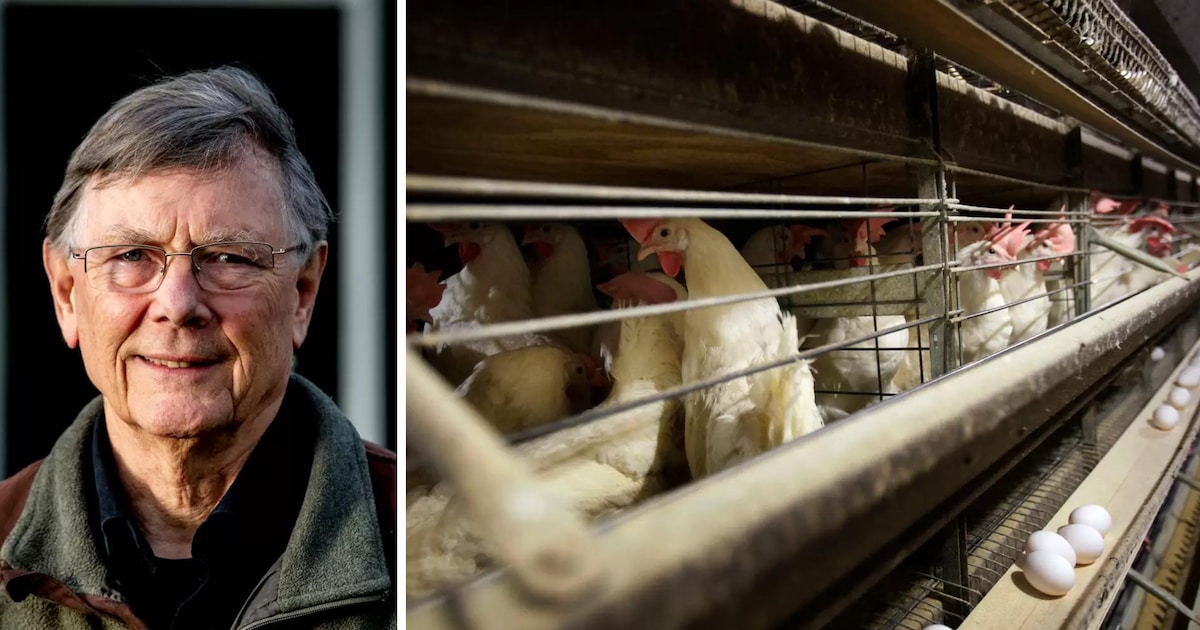 Bezorgdheid over vogelgriepvirus H5N2 groeit: ‘Belangrijk om dit goed ...