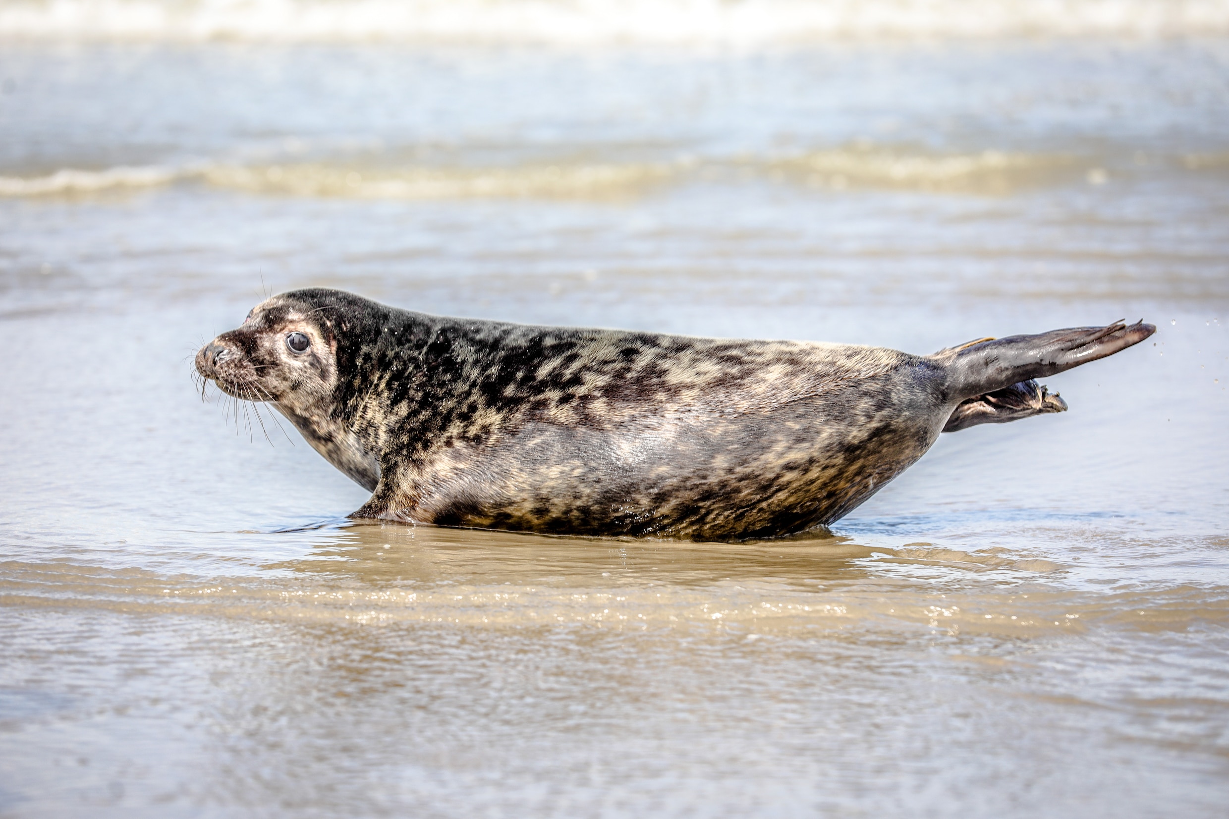 Middeleeuwse leeshonger maakte opvallend slachtoffer: zeehondenhuid ...