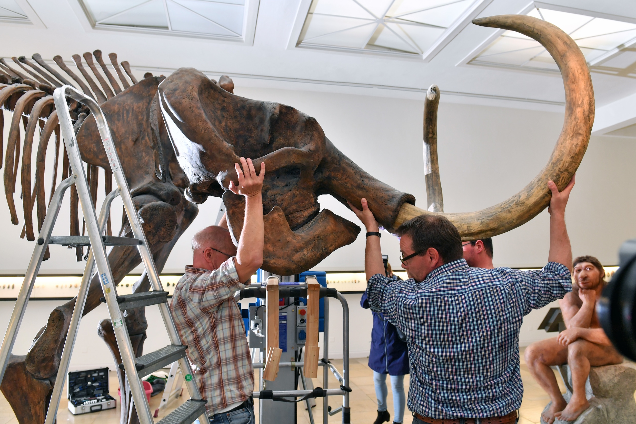 Mammoet met prachtig bewaard DNA geeft hoop op ‘Jurassic Park’ in 2028 ...