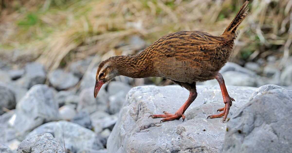 Deelnemer aan Nieuw-Zeelandse realityshow belandde bijna in cel voor ...