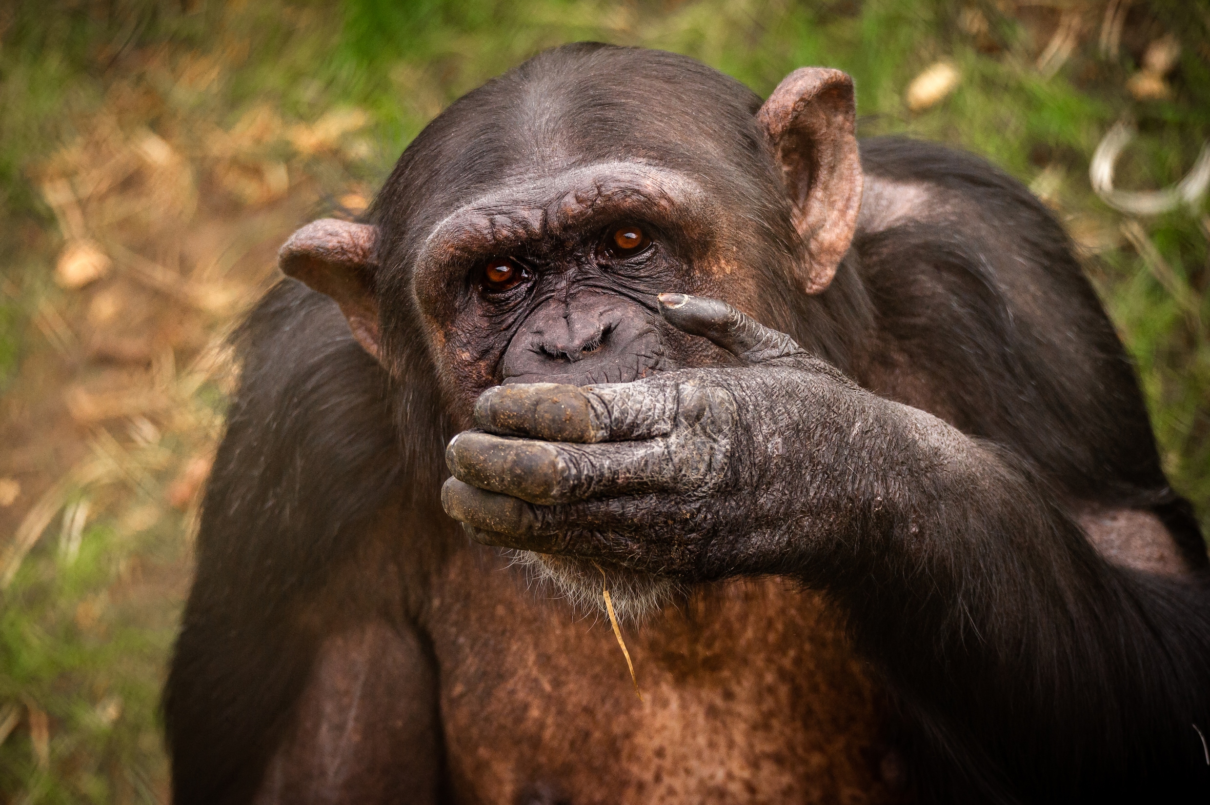 Voor eerste keer in 32 jaar is er weer een chimpansee zwanger in de Zoo ...