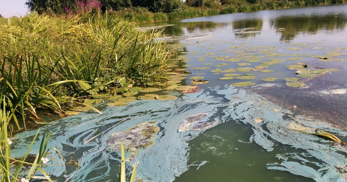 Blauwalgen bederven waterpret: ‘Ze zullen steeds vaker voorkomen’ | De ...