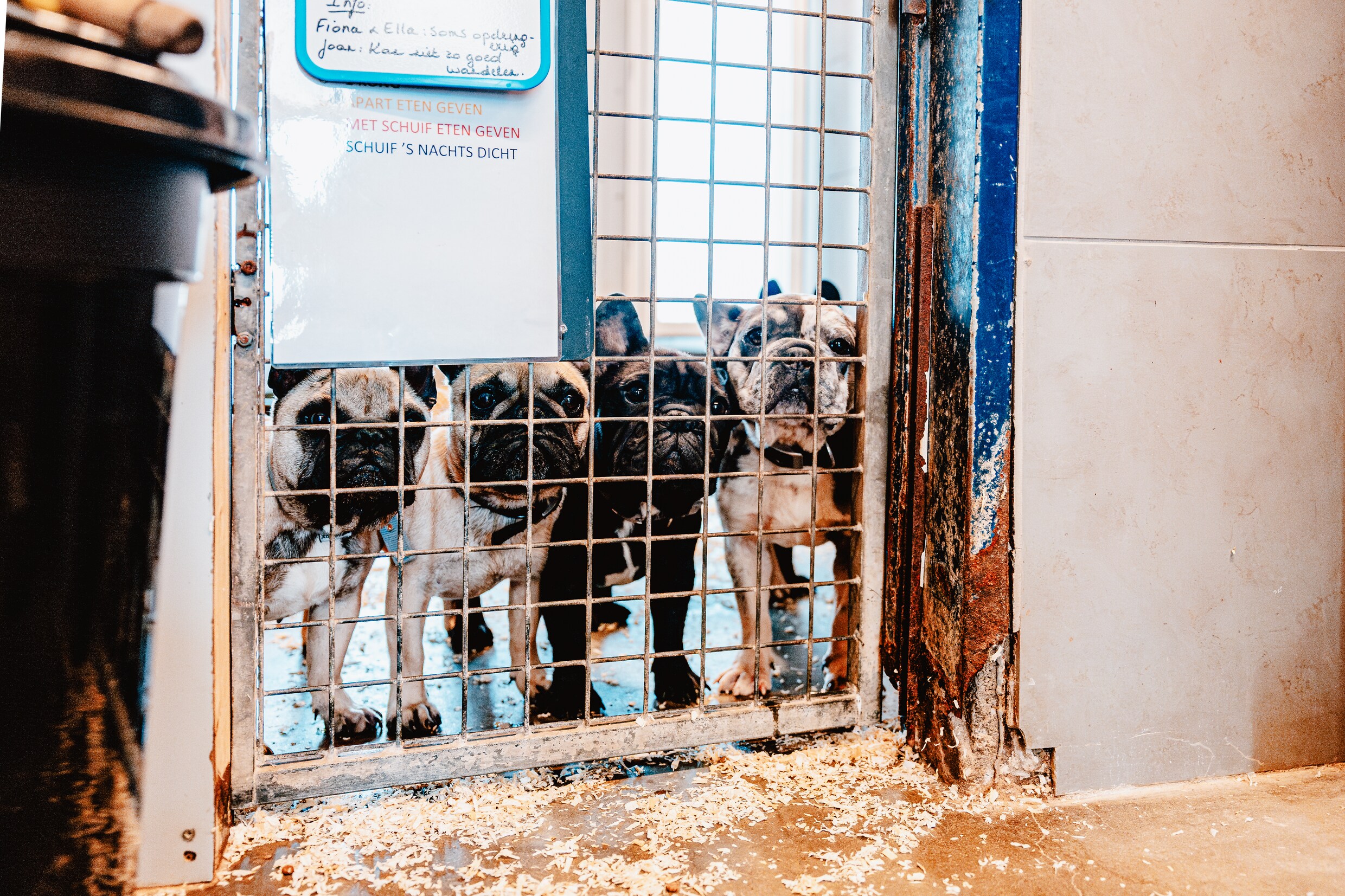 ‘Ik kan soms amper verwerken wat ik hier allemaal zie’: dit zijn de gevolgen van de overvolle ...