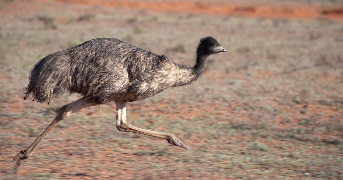 Dus daarom houden loopvogels bij het rennen één voet aan de grond | De Morgen