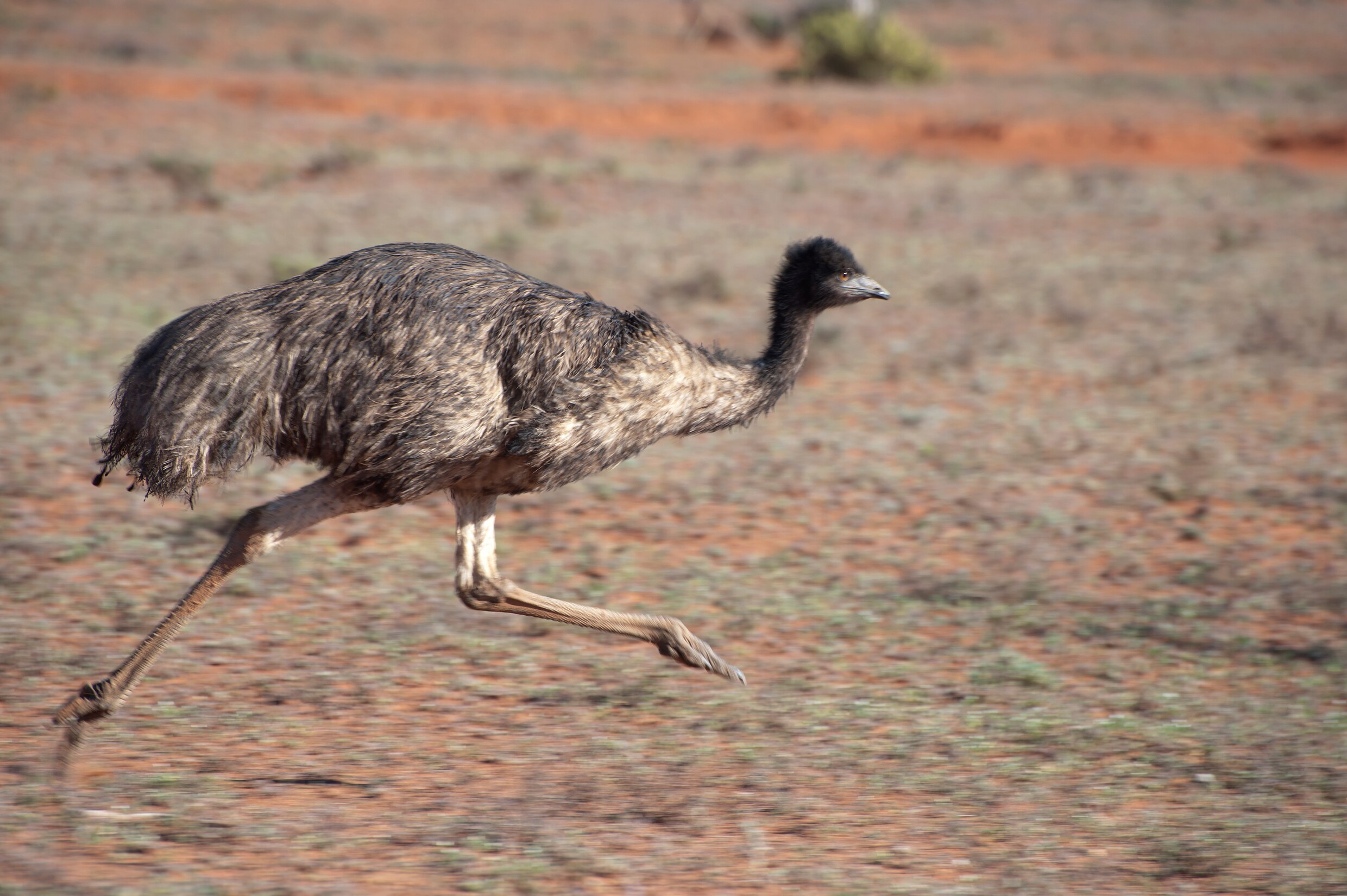 Dus daarom houden loopvogels bij het rennen één voet aan de grond | De ...