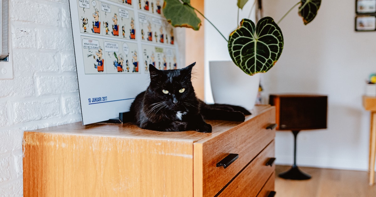 ‘Het is de goedkoopste tip met impact, maar toch botst hij op de meeste ...