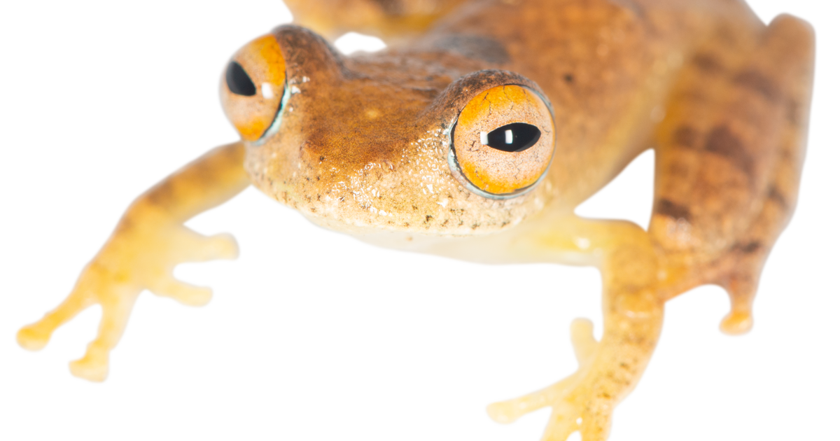 Zeven nieuwe kikkersoorten ontdekt die niet kwaken, maar fluiten | De ...