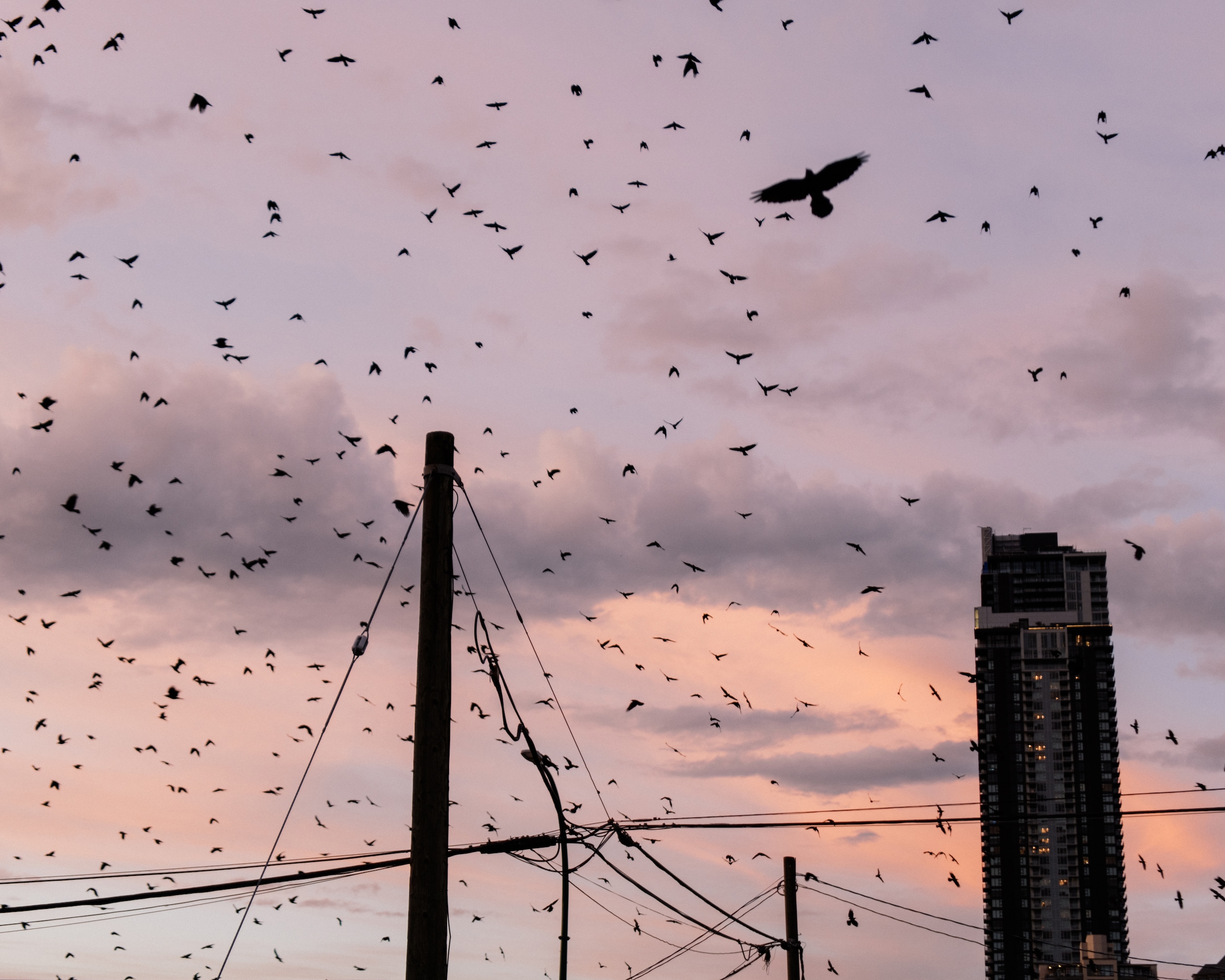 ‘Telkens als ik op mijn balkon kwam, kwamen ze in duikvlucht op me af ...