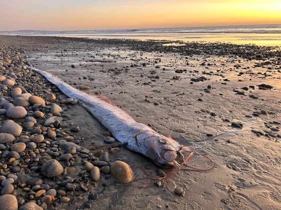 Opnieuw spoelt ‘mythische voorbode van onheil’ aan op strand in ...