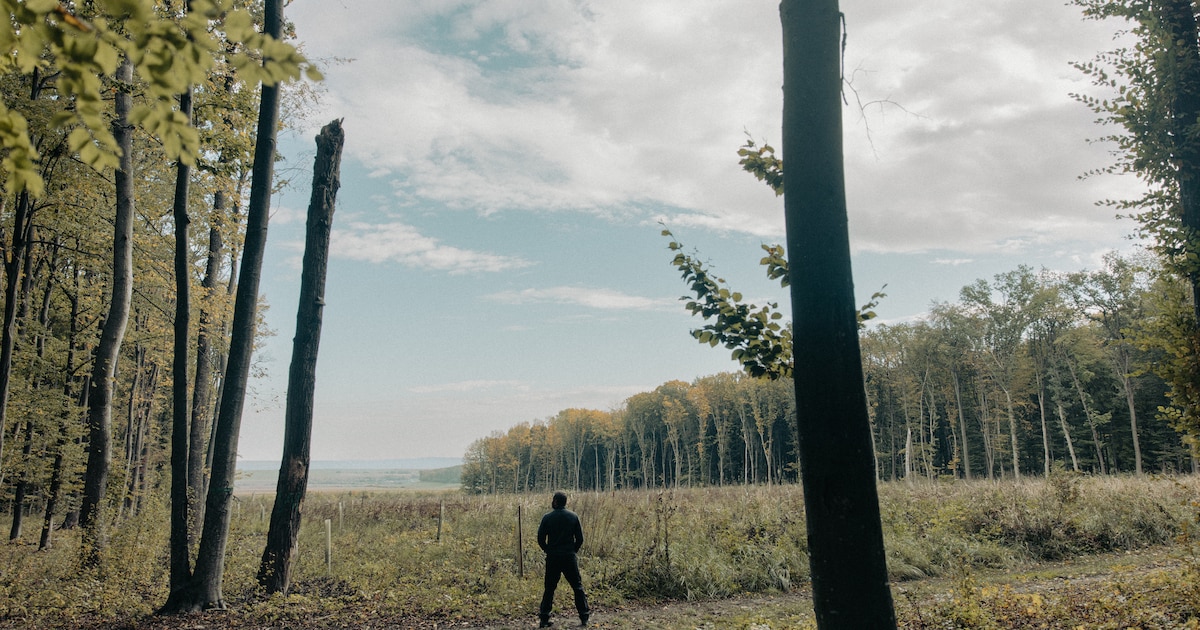 ‘De dieven hebben het bos’: Ikea doet aan kaalkap in Roemenië volgens ...