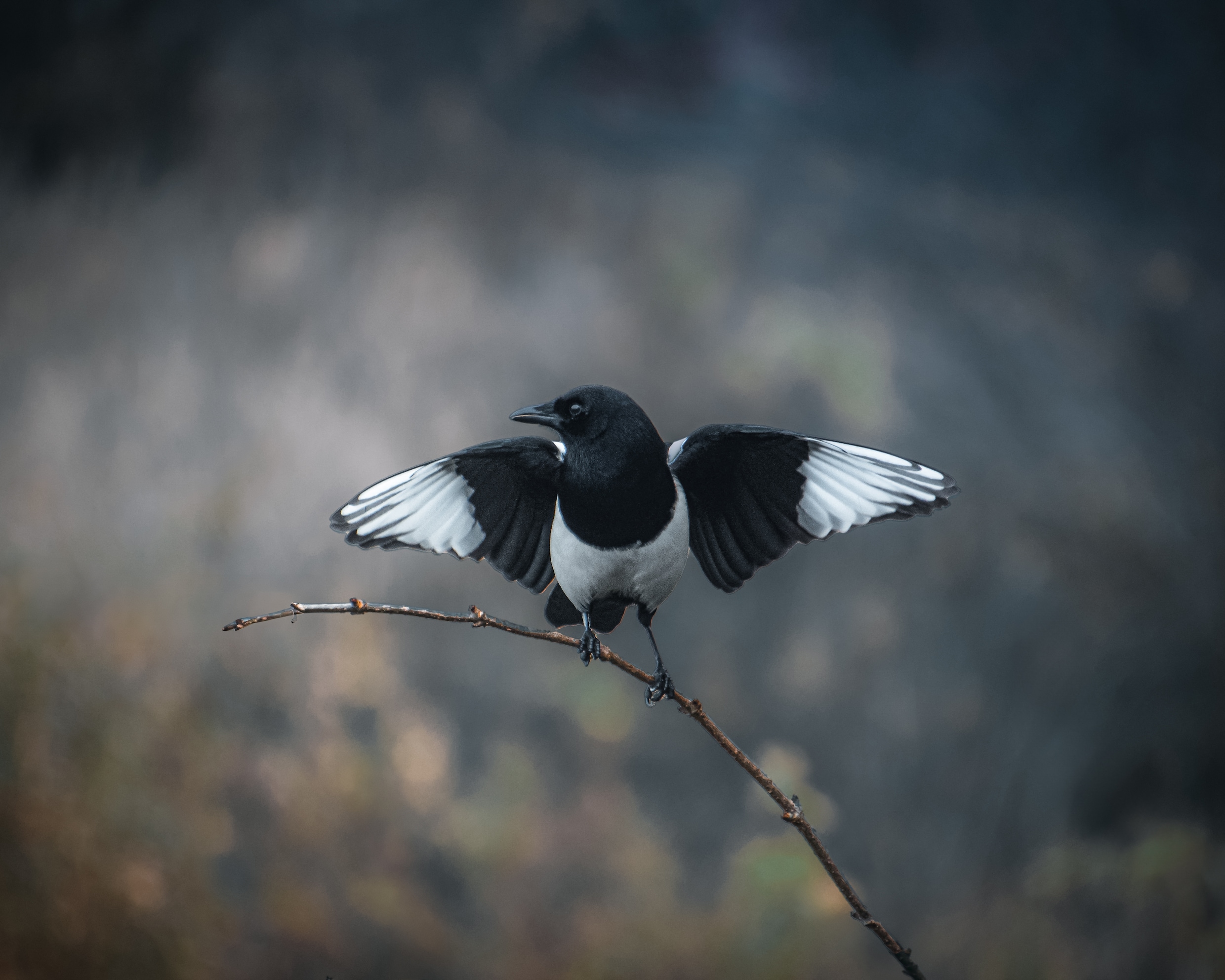 Waarom de kraaiachtige Vogel van het Jaar moet (en zal) worden | De Morgen