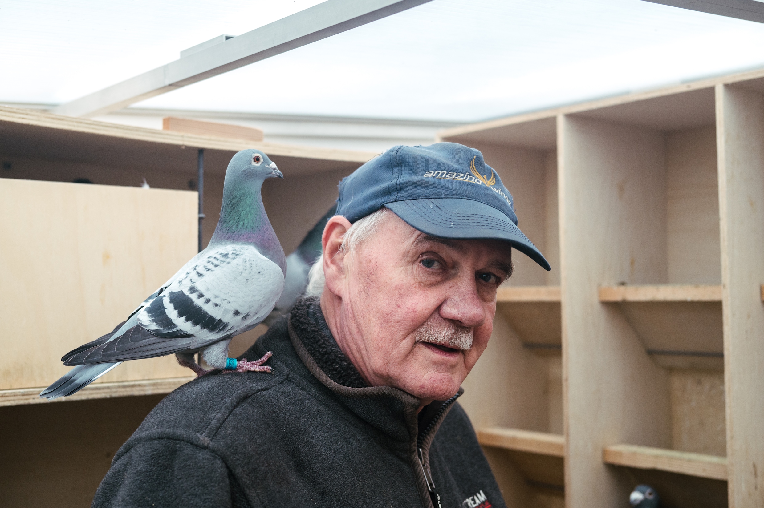 Diefstallenplaag treft duivenkwekers: ‘Er is een nieuwe generatie die ...