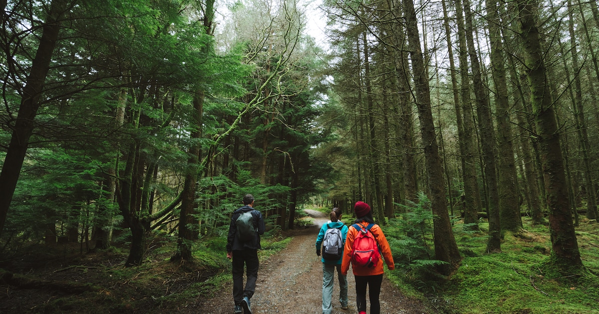 Sarah Devos maakt wandelen leuk in haar nieuwste boek: ‘In het bos ...