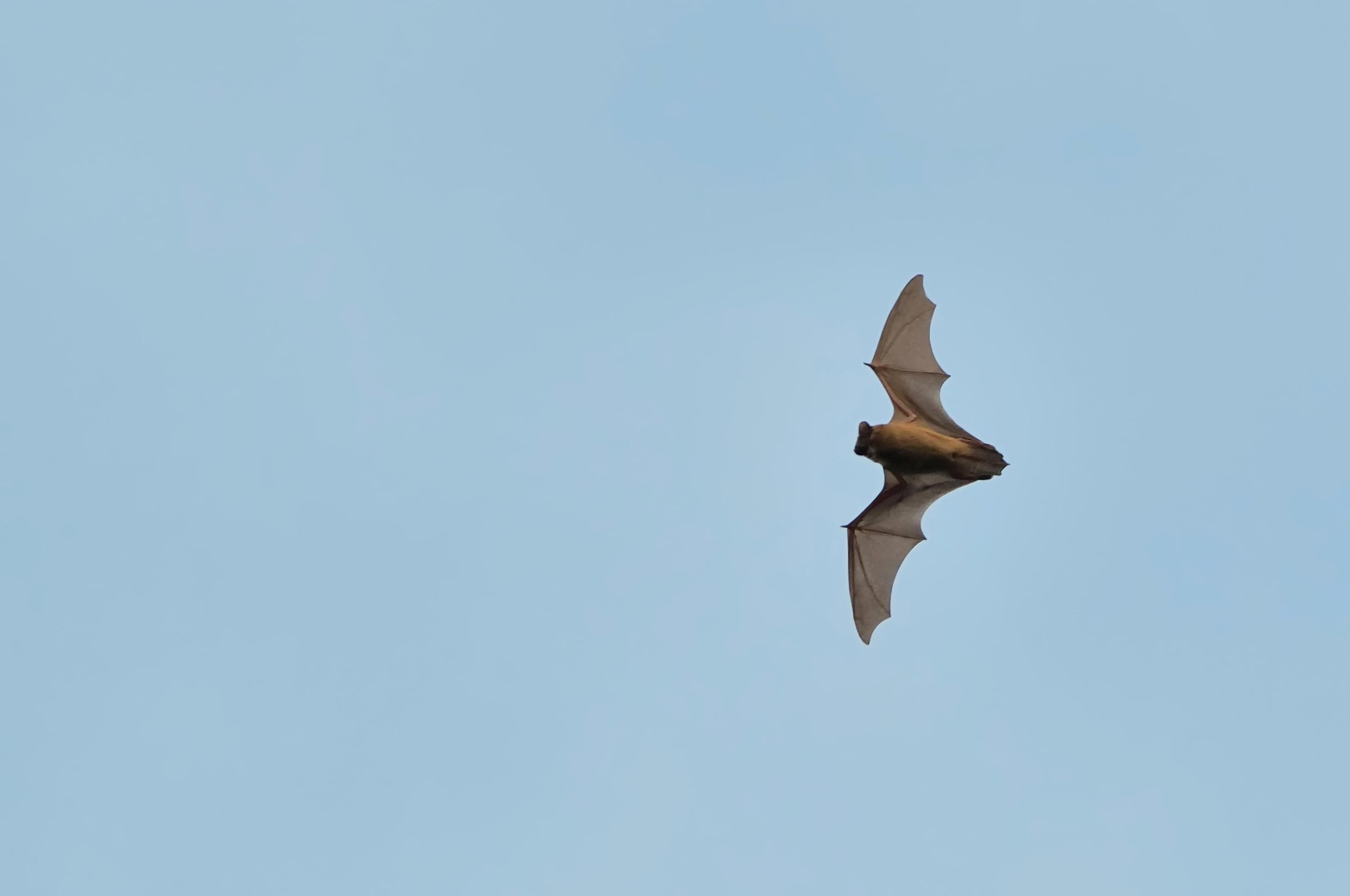 Vleermuizen ‘surfen’ over luchtstromen en wachten tot ze wind mee ...
