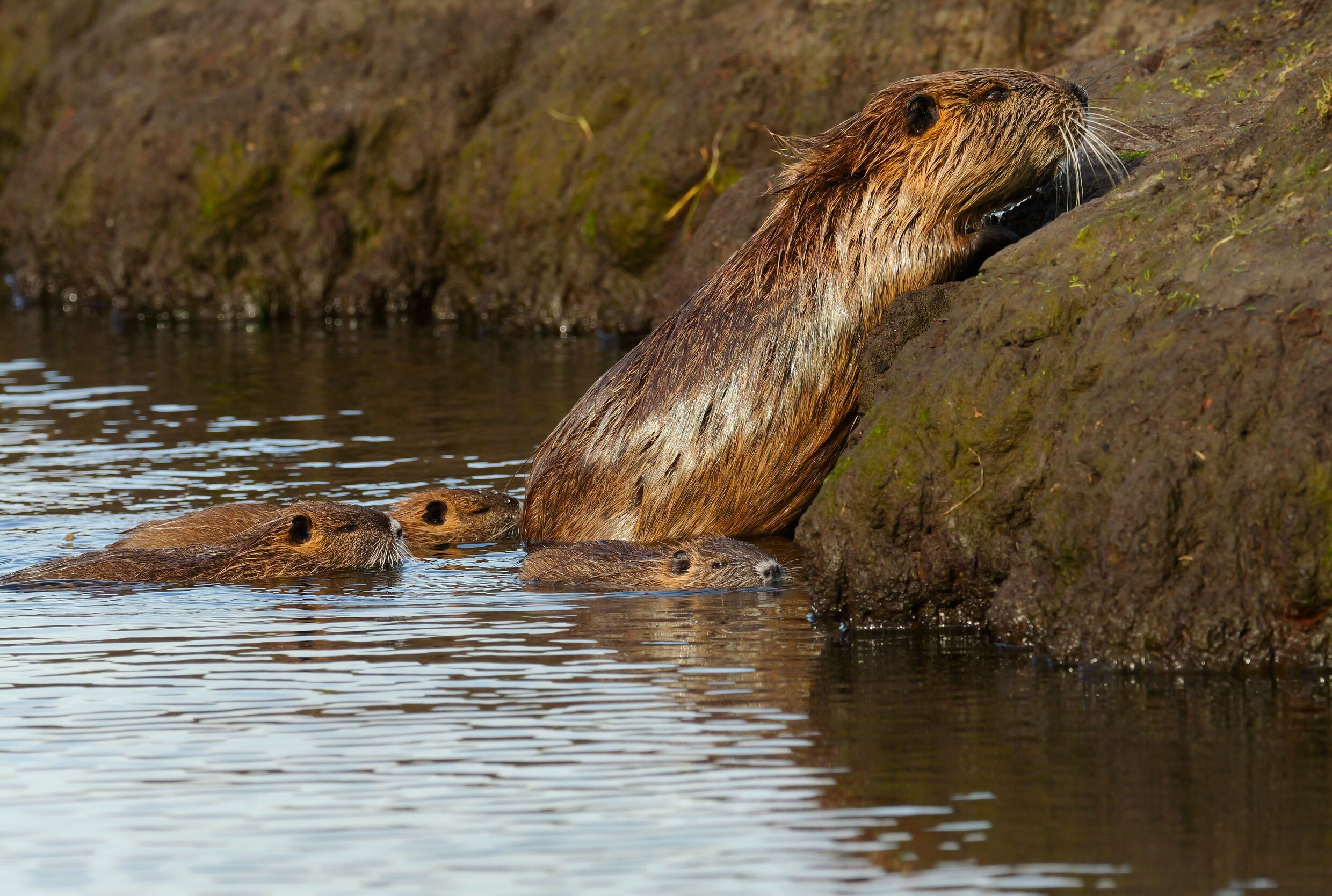 Tsjechische hoofdstad Praag geplaagd door beverratten en toeristen die ...