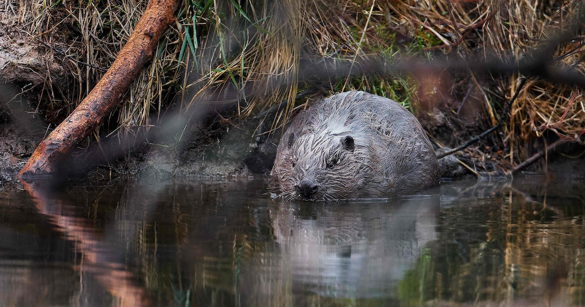 Tsjechische bevers bouwen dammen en besparen de overheid 1,2 miljoen ...