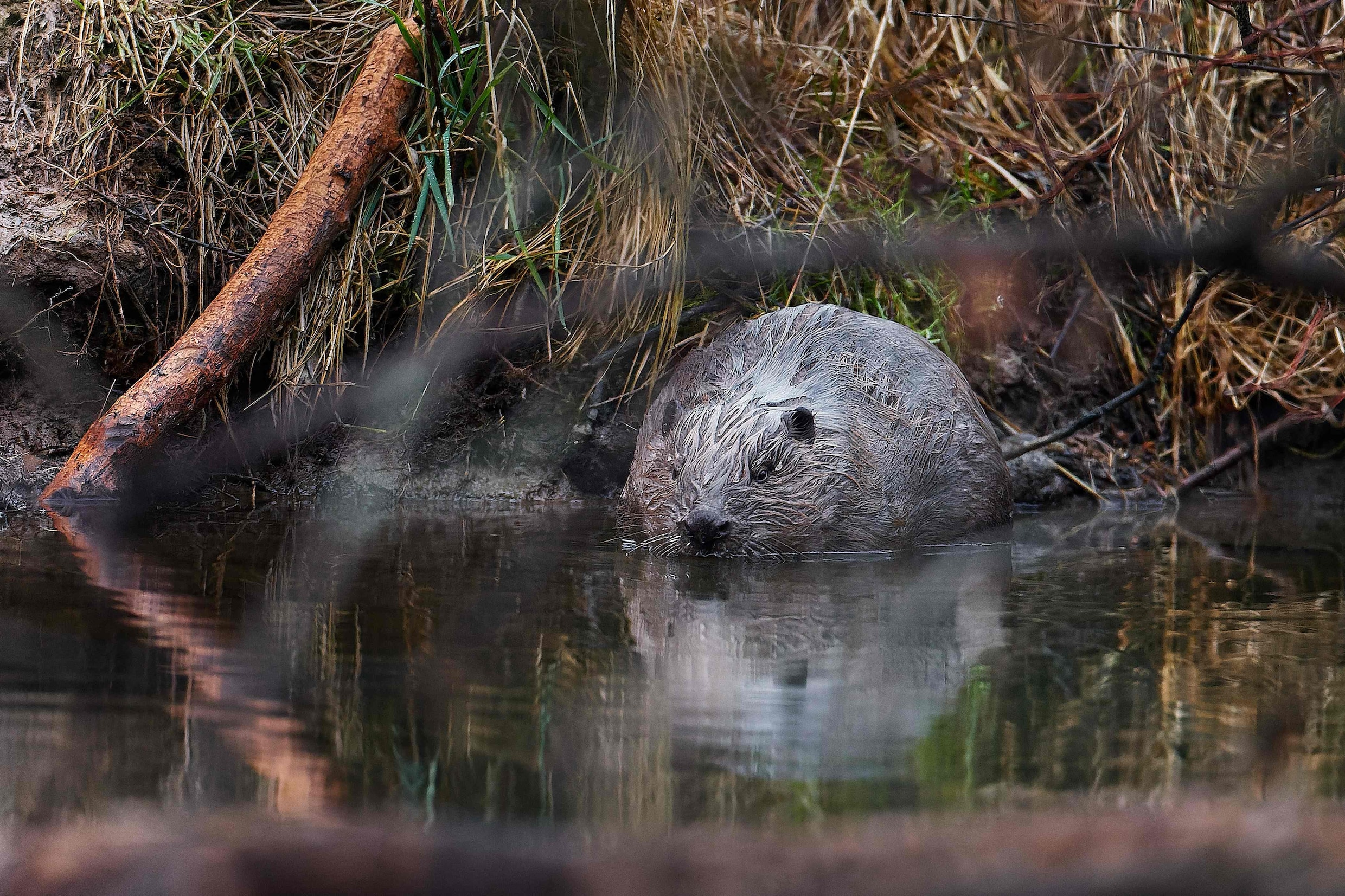 De bever heeft zo zijn plannen met de Vrietselbeek en staat niet open ...
