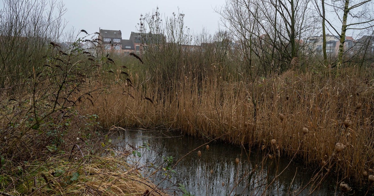 Strijd om het moeras in Kuregem: ‘De eigenaar heeft alles verwoest ... Strijd om het moeras in Kuregem: ‘De eigenaar heeft alles verwoest ...