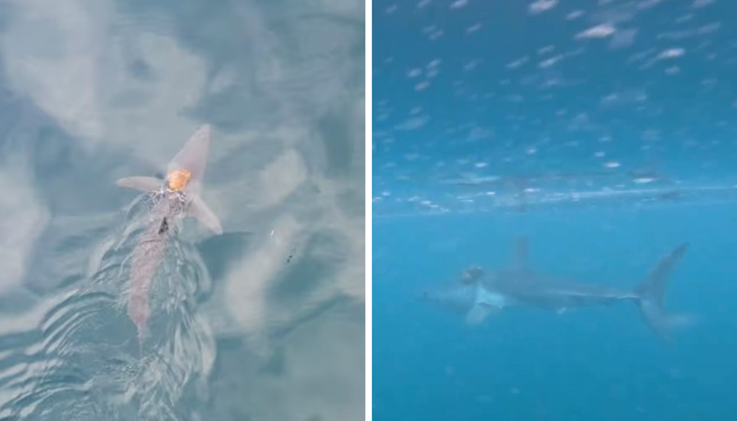 Biologen verbijsterd over ‘sharktopus’: oranje octopus lift mee op rug ...